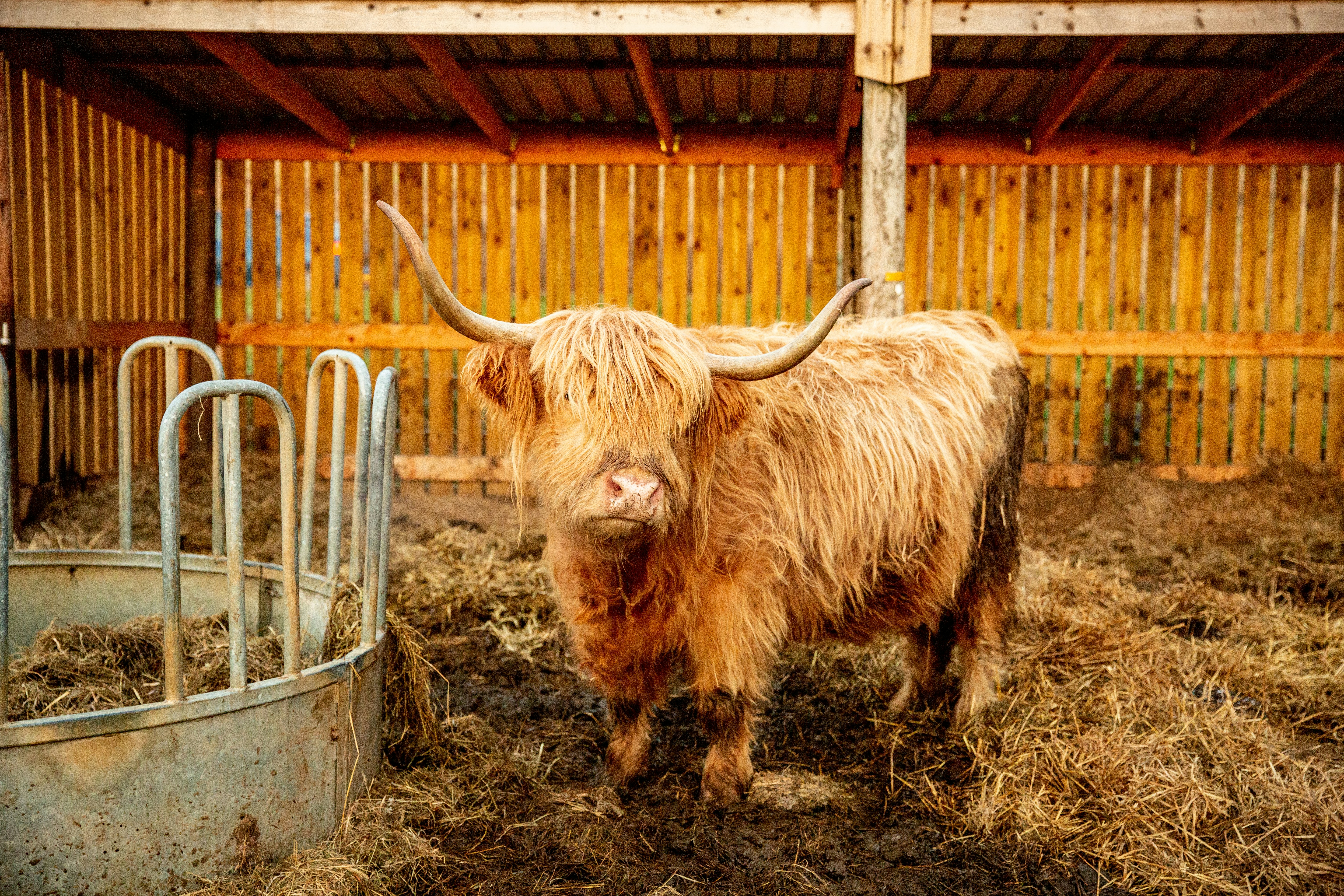 Coo Pictures | Download Free Images on Unsplash