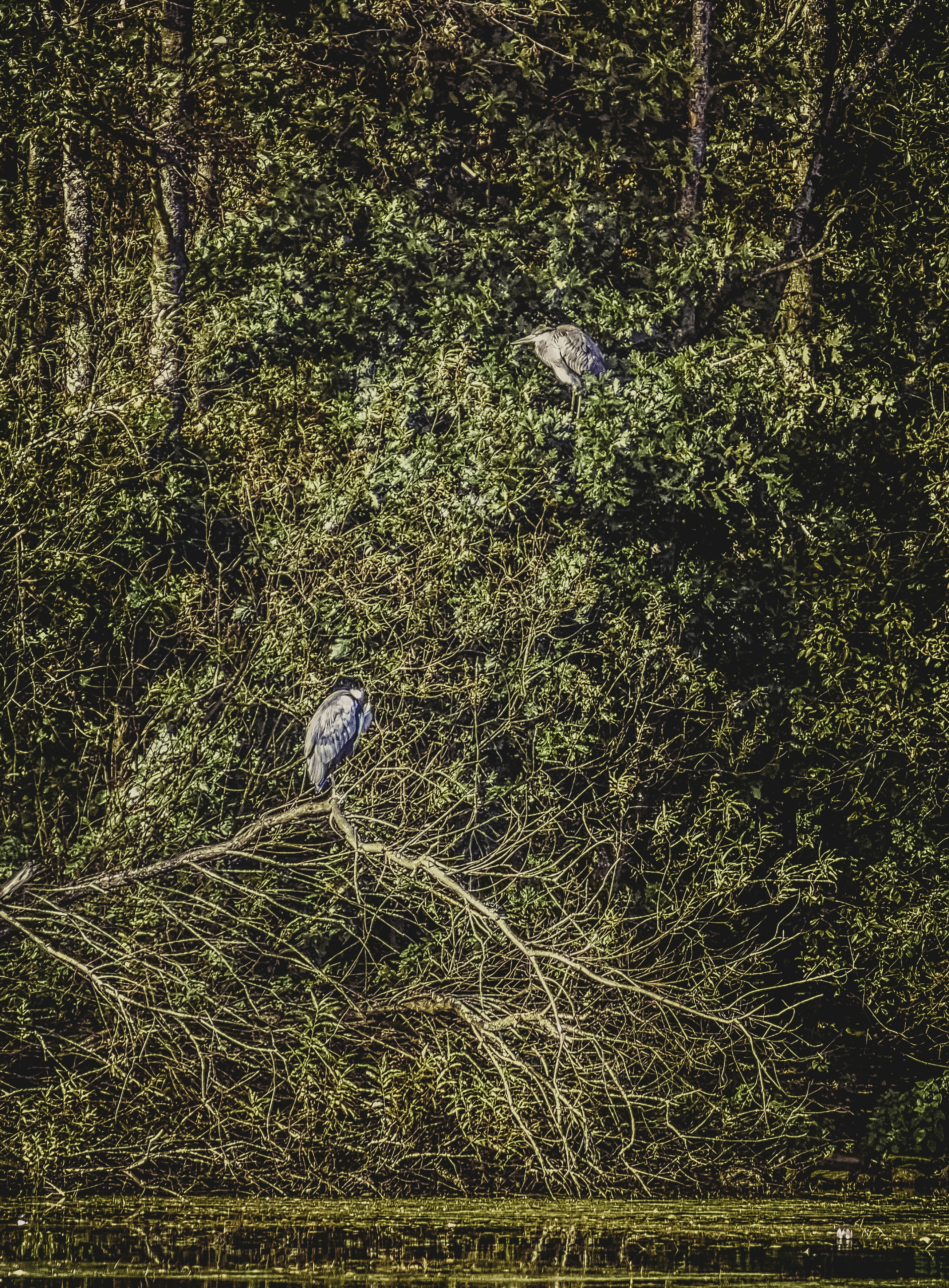 Blue Heron on a Weathered Branch Framed by Dense Canopy