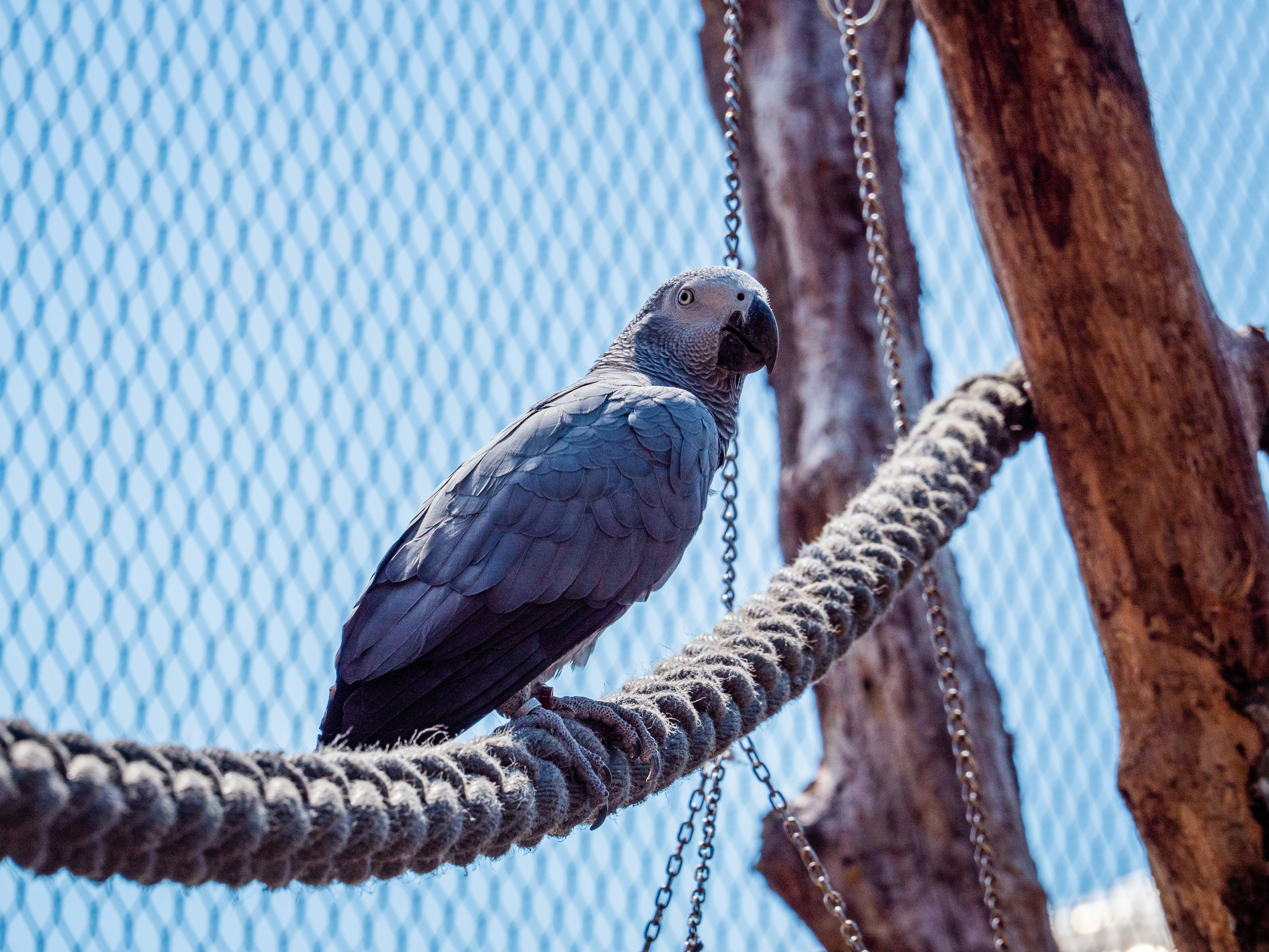 grey blue parrot with red tail, perched on a rope
