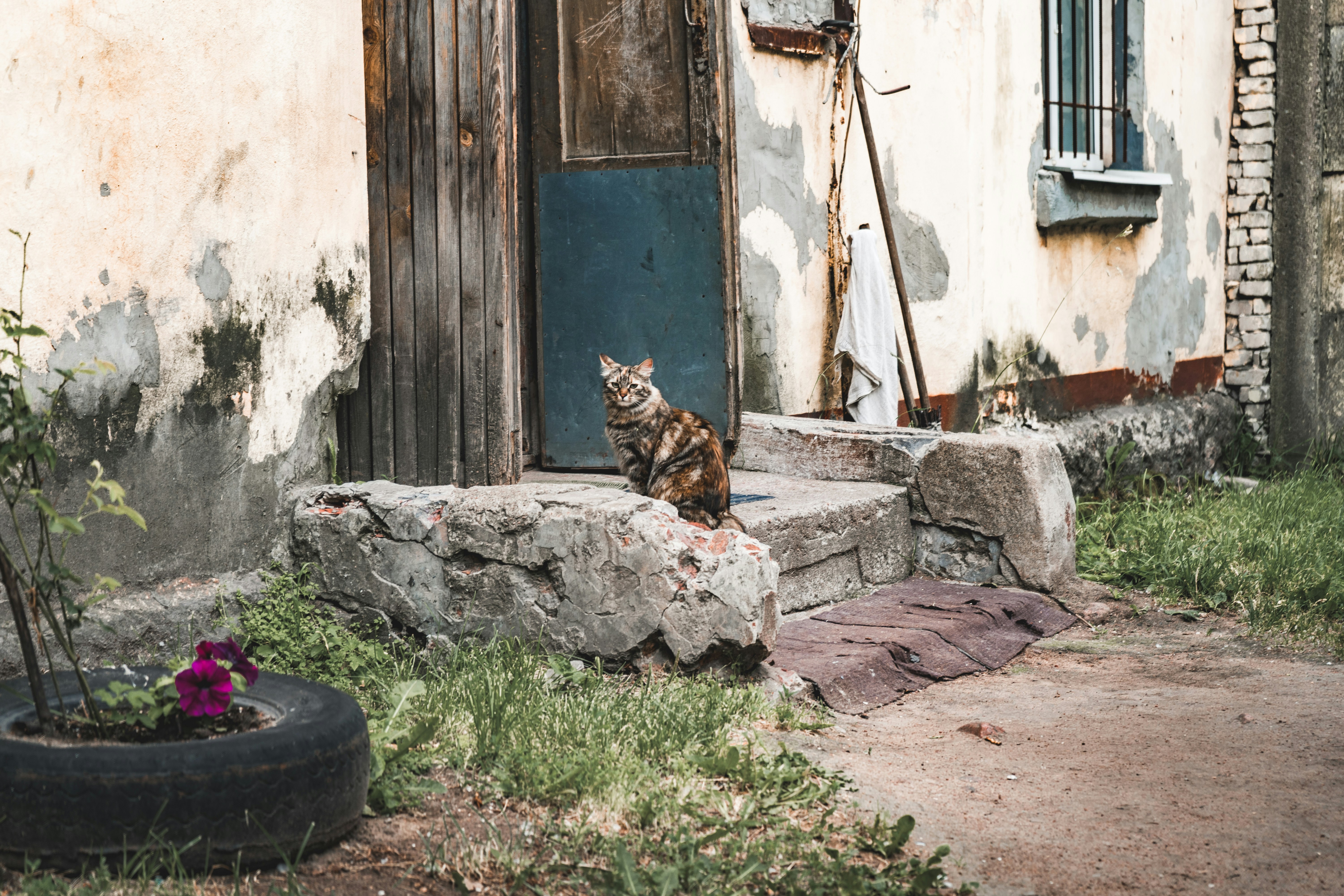 A calico cat rests on stone steps outside a weathered door, surrounded by overgrown grass and a hint of vibrant flowers. The rustic setting evokes a sense of tranquility and charm.