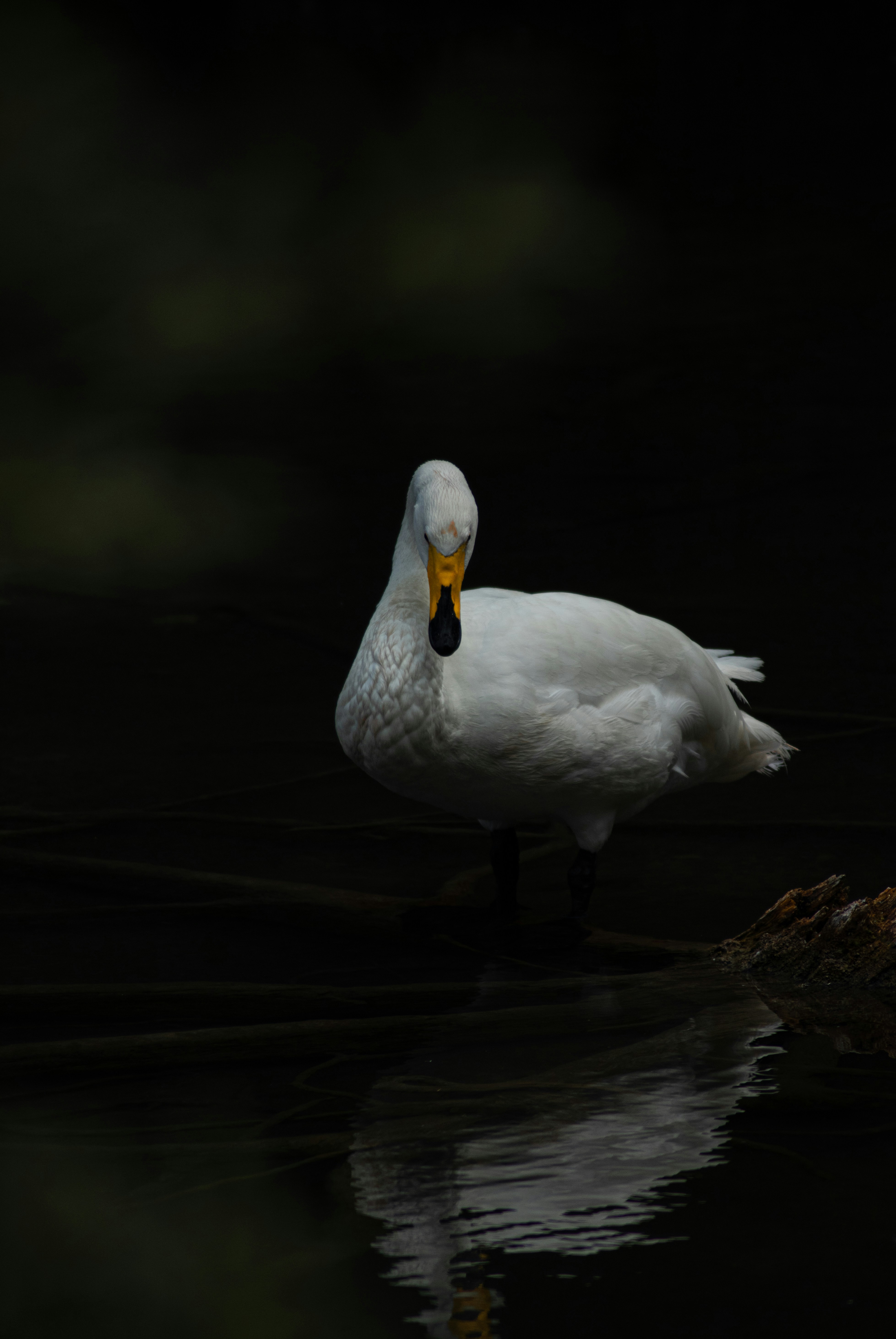 A solitary white duck stands in dark waters, its reflection shimmering softly on the surface.