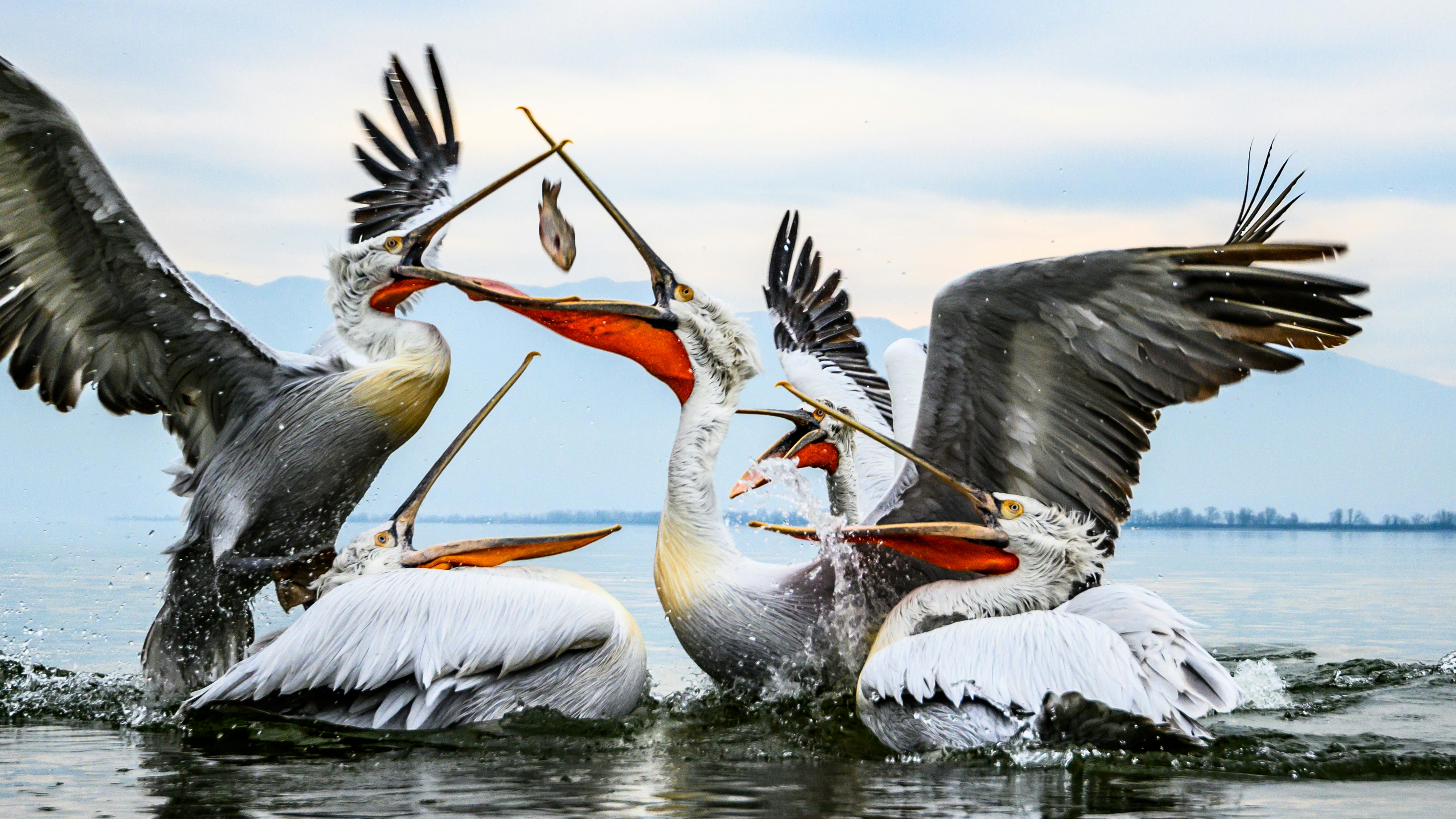 Three pelicans collide over a prize, wings spread and beaks locked in a skirmish across choppy lake water.