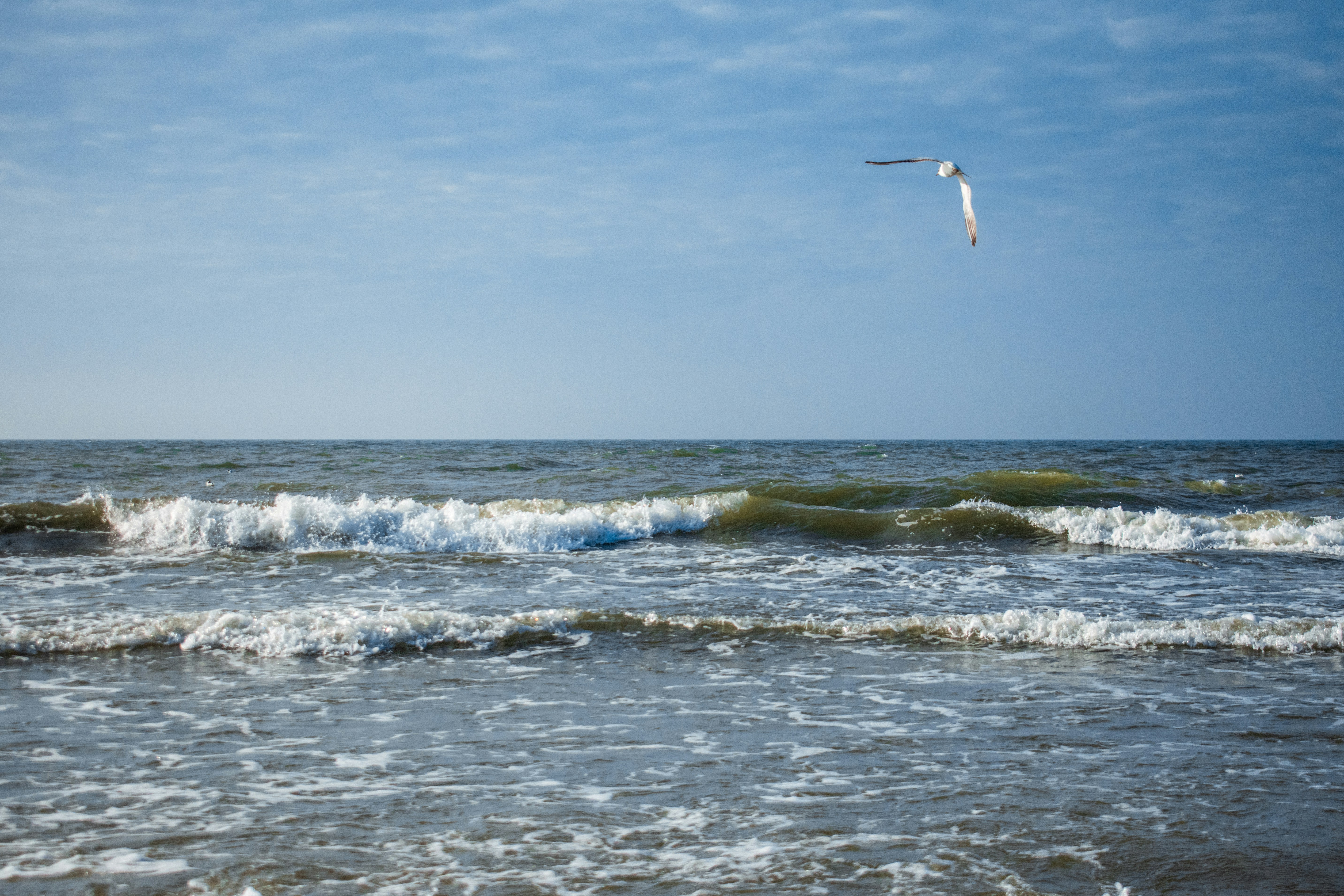 White bird soaring above the ocean with gentle waves and a clear blue sky.