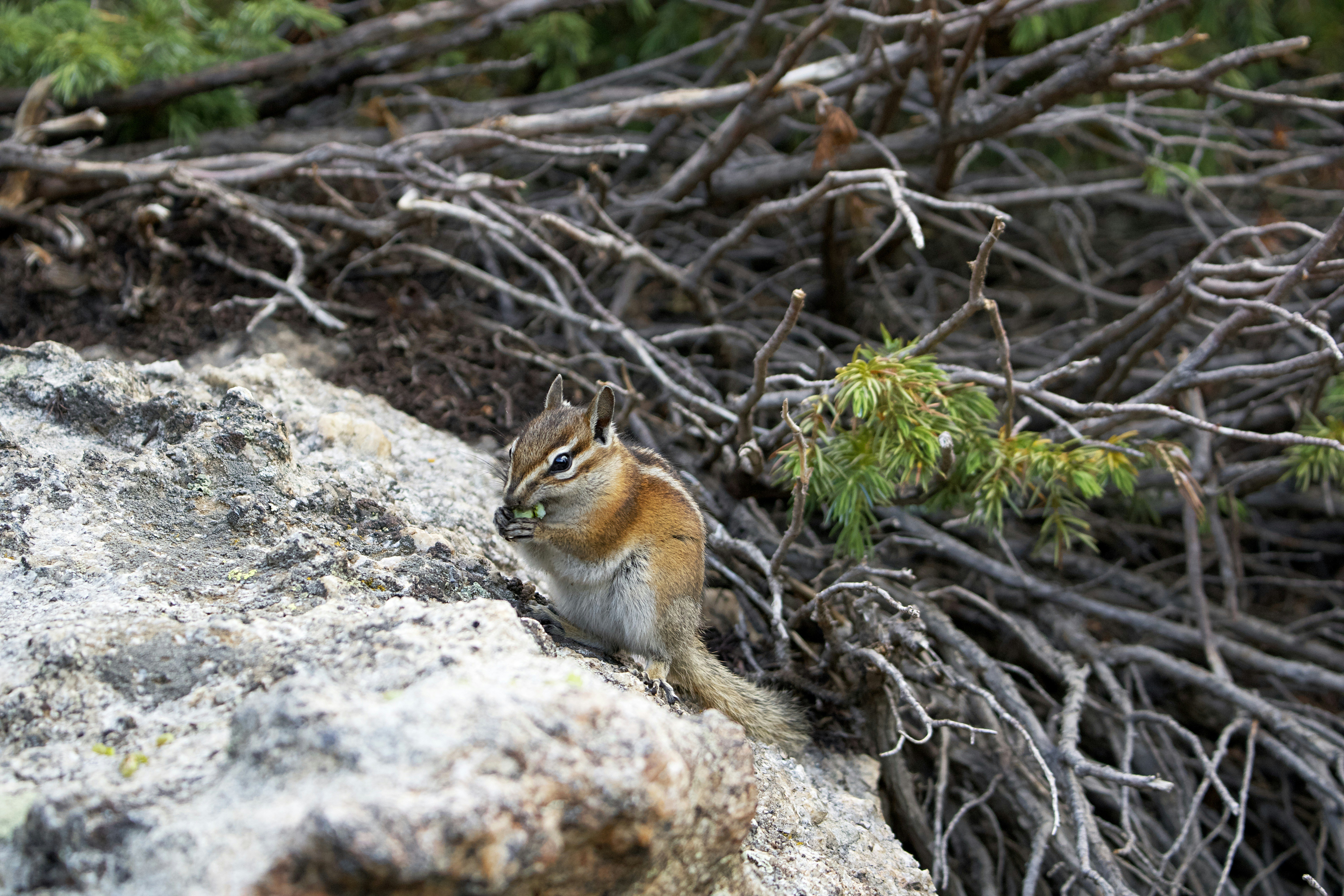 Granite Ledge Sentinel: A Chipmunk's Quiet Pause