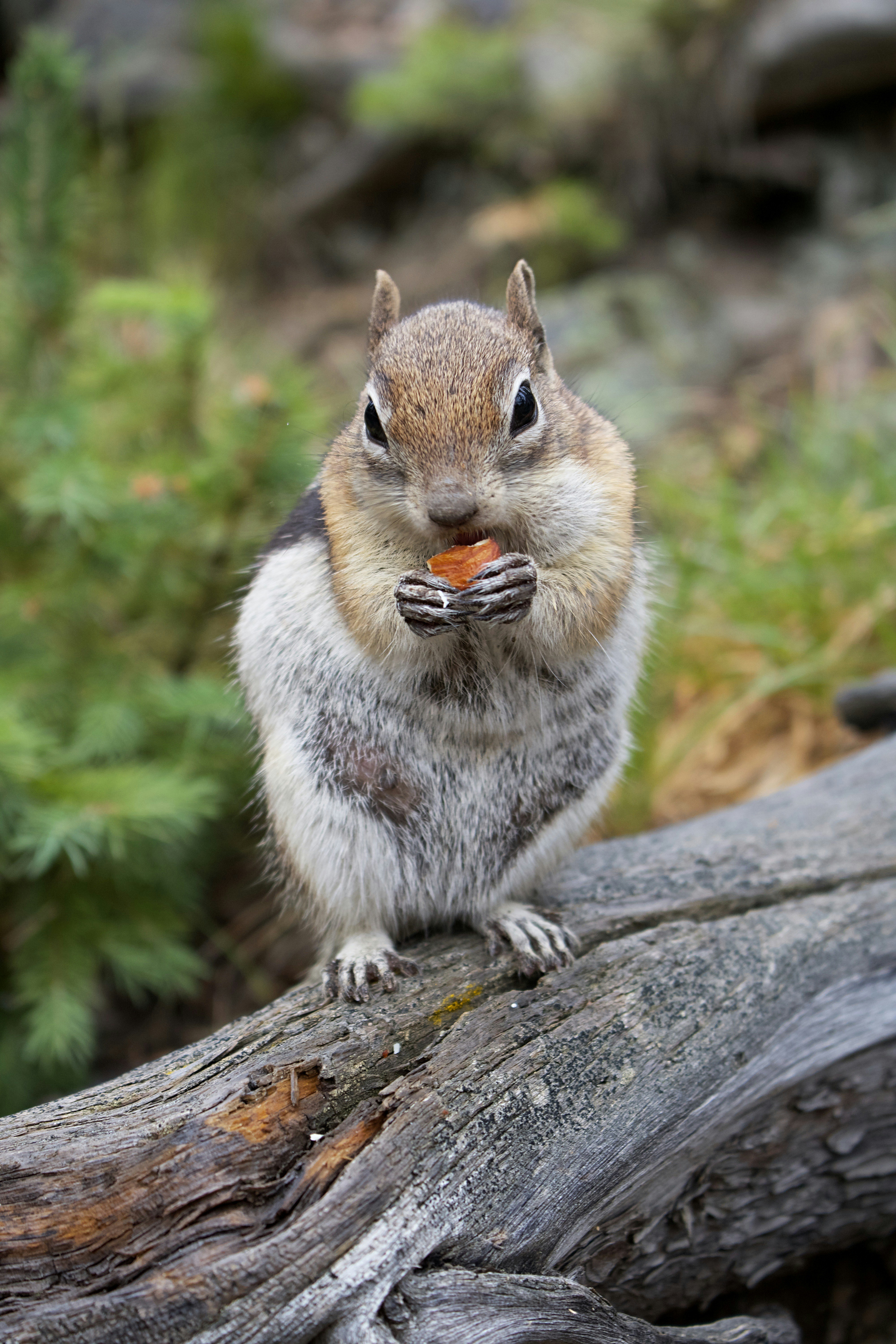 500+ Chipmunk Pictures [HD] | Download Free Images on Unsplash