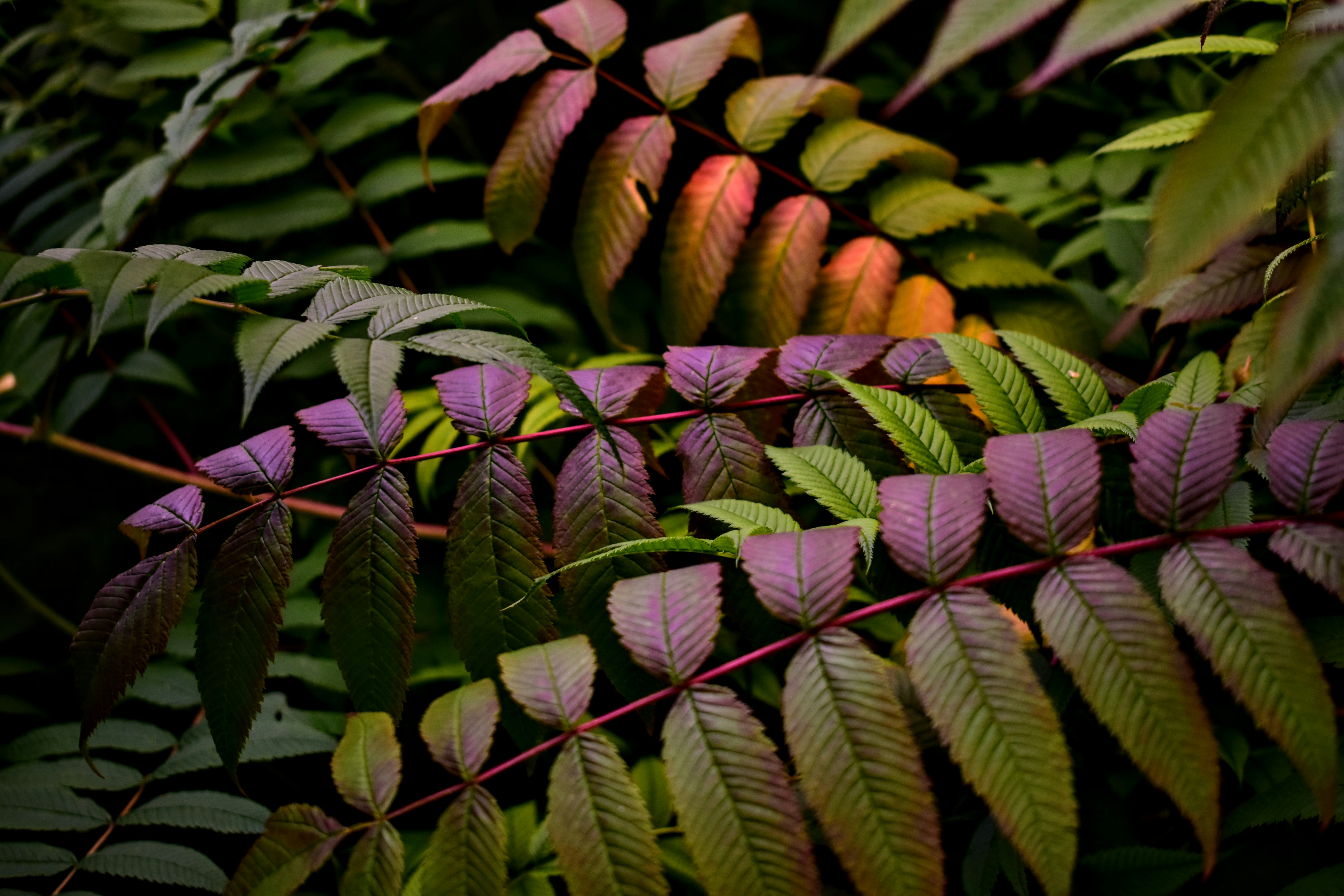 Diagonally Woven: Purple-to-Green Pinnate Leaves in Dim Light