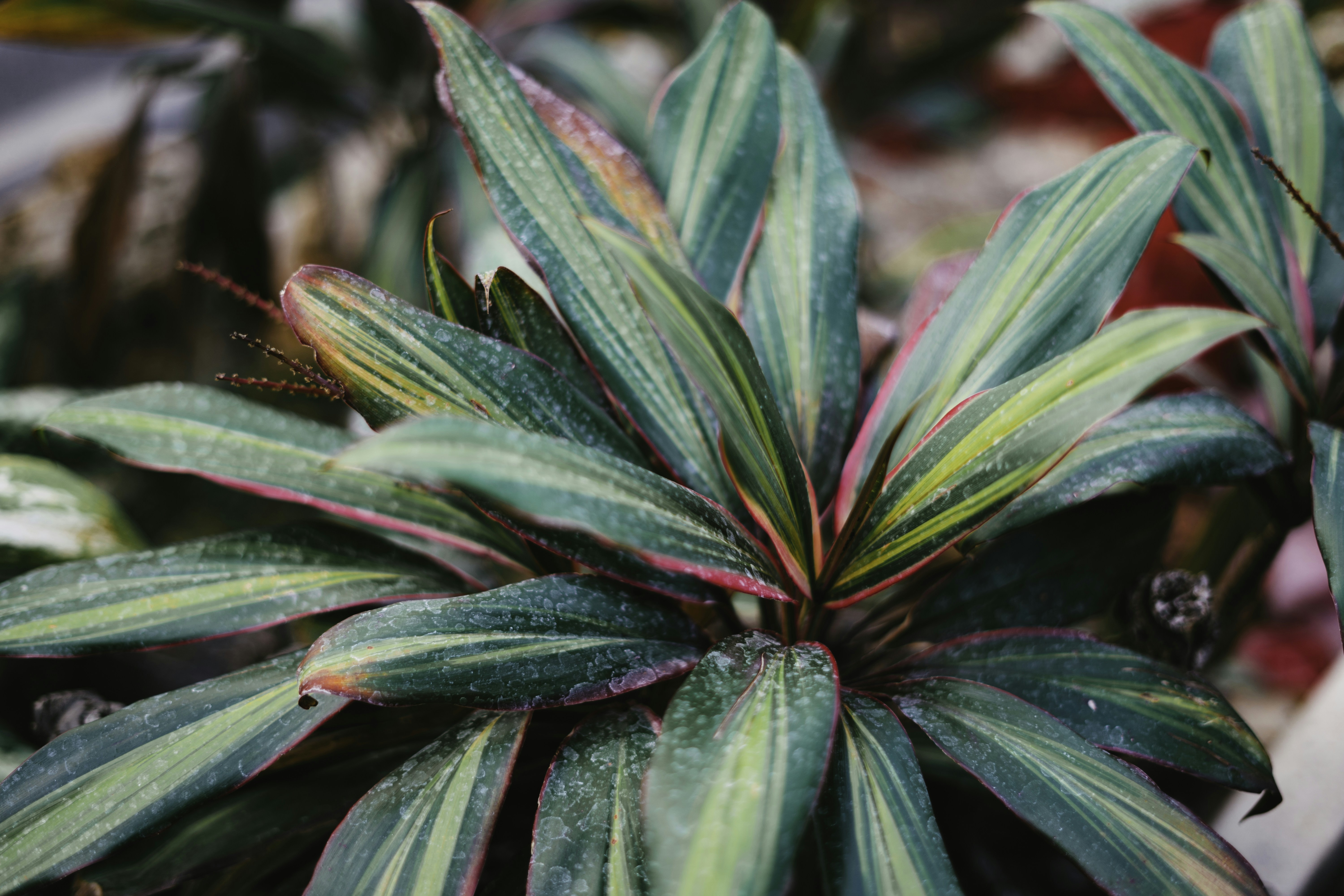 Vibrant rosettes: close-up of variegated hosta-like foliage
