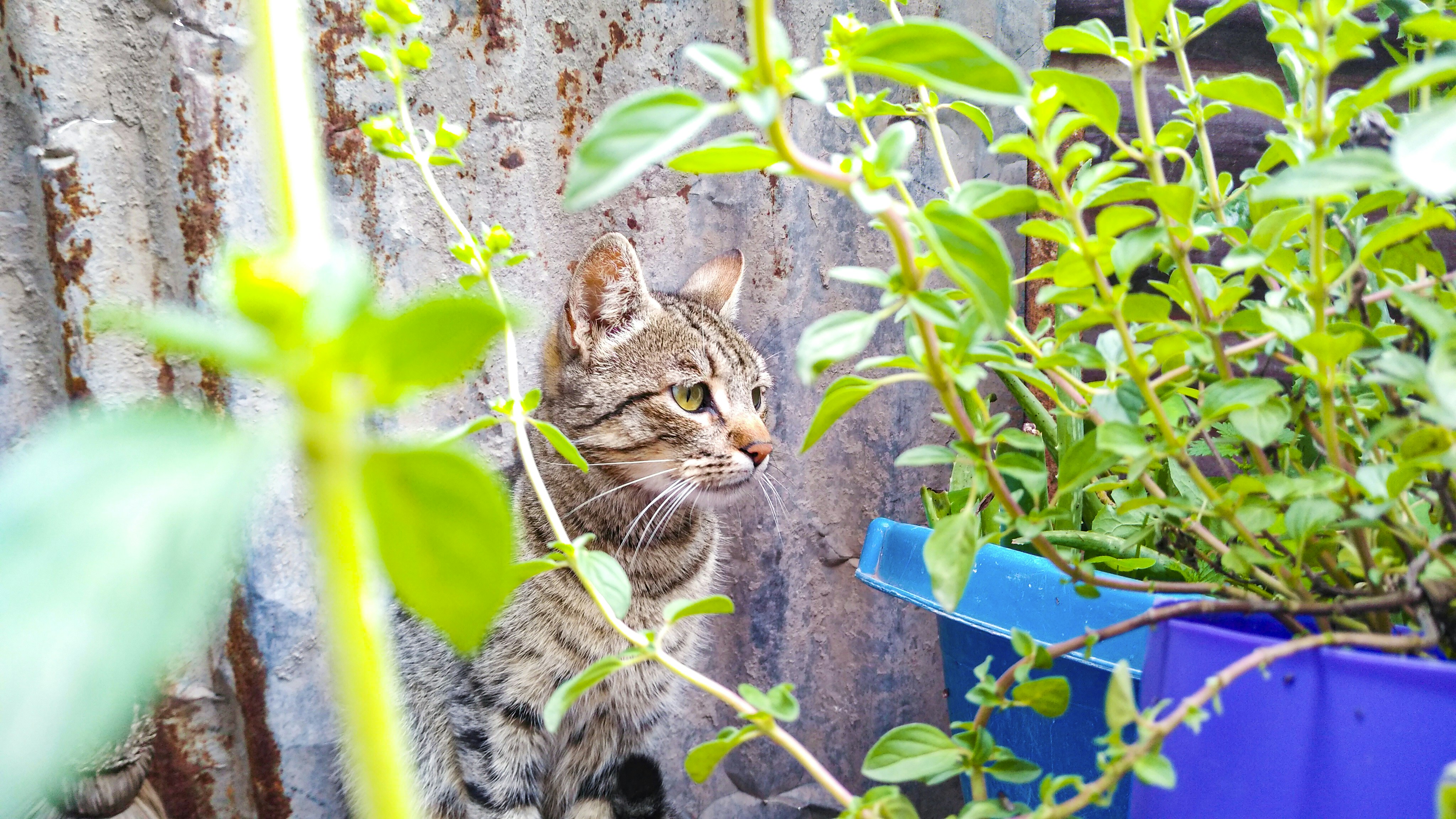 A tabby cat peers through a tangle of green leaves beside bright blue planter pots against a weathered wall. This candid photograph captures urban flora meeting feline curiosity in a compact balcony garden.