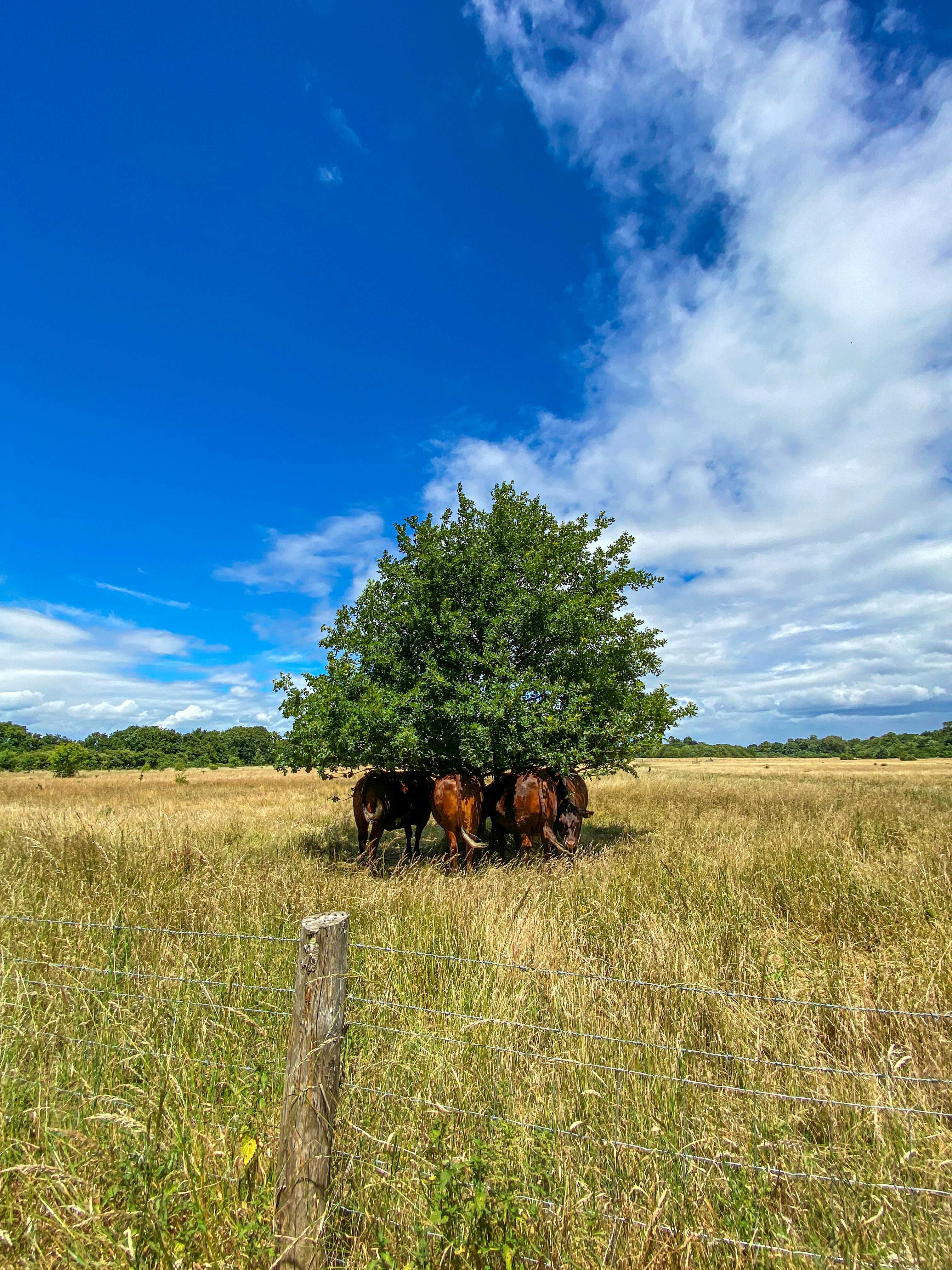 Herded Shade: Cattle Gather Beneath a Lone Tree