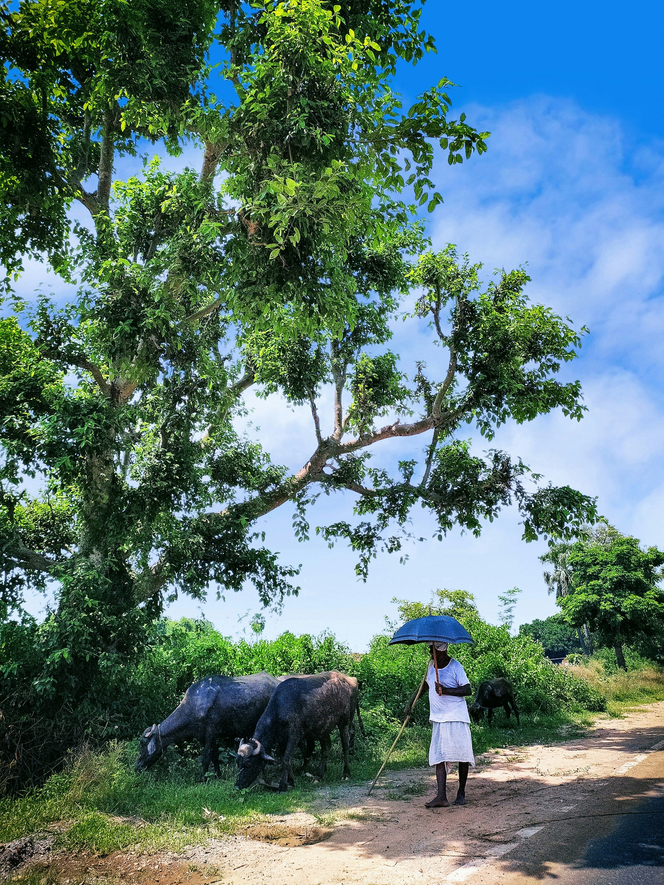 Village of India  | woman in white dress standing under green tree during daytime