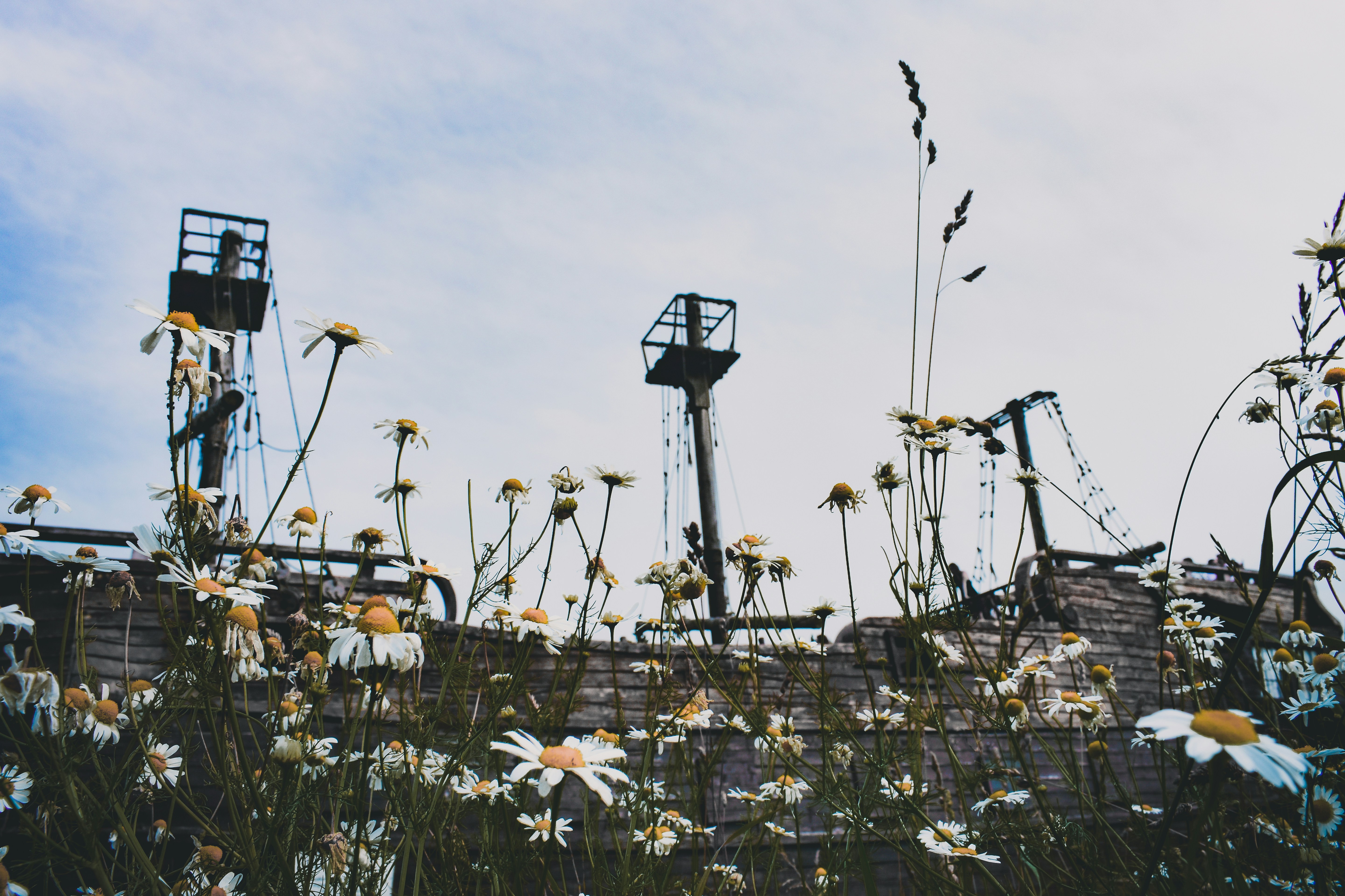 Photo by Mary Ray with Nikon D3400