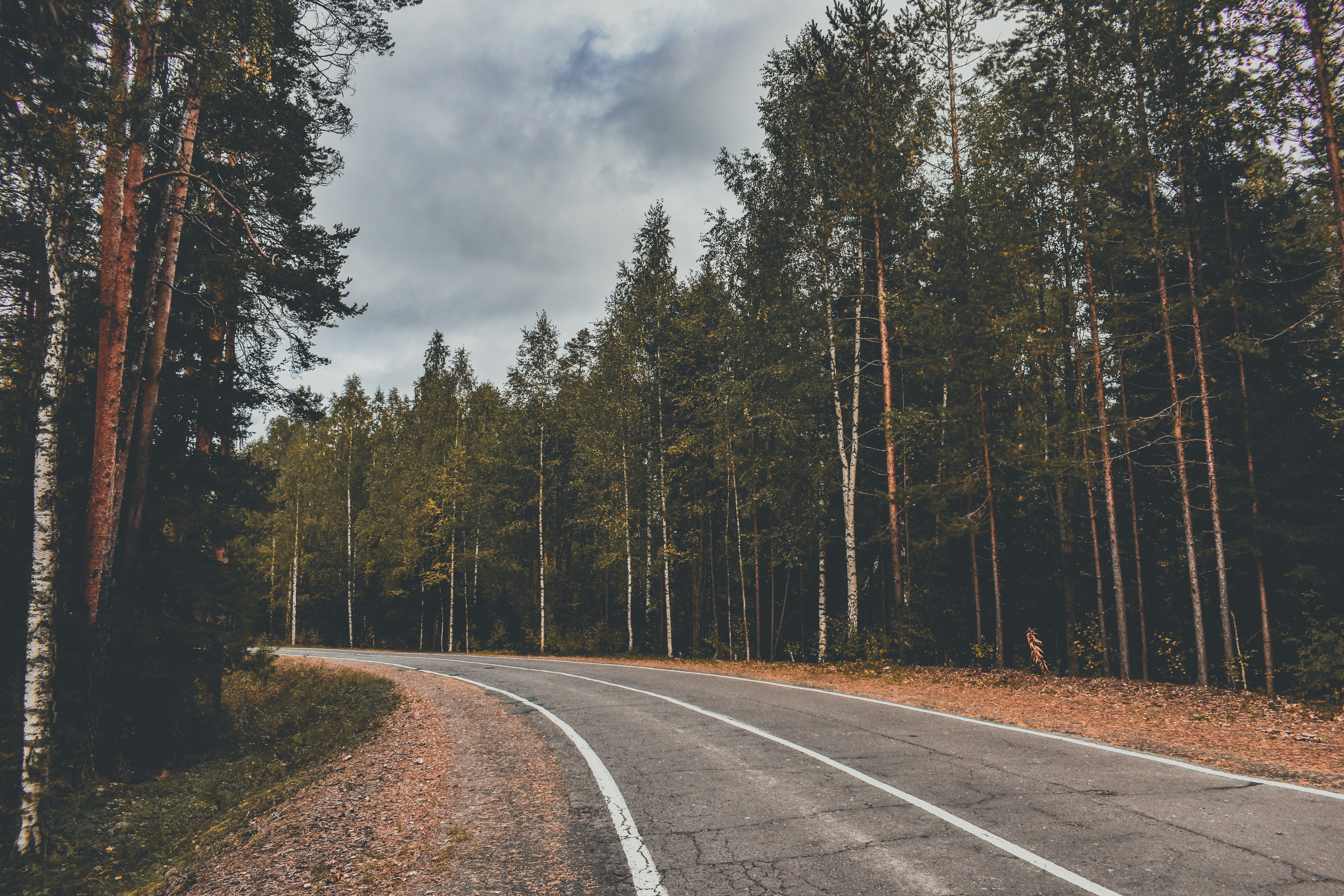 Curved asphalt road meandering through a dense forest of tall trees, showcasing the interplay of light and shadow. The scene evokes a sense of tranquility and adventure.