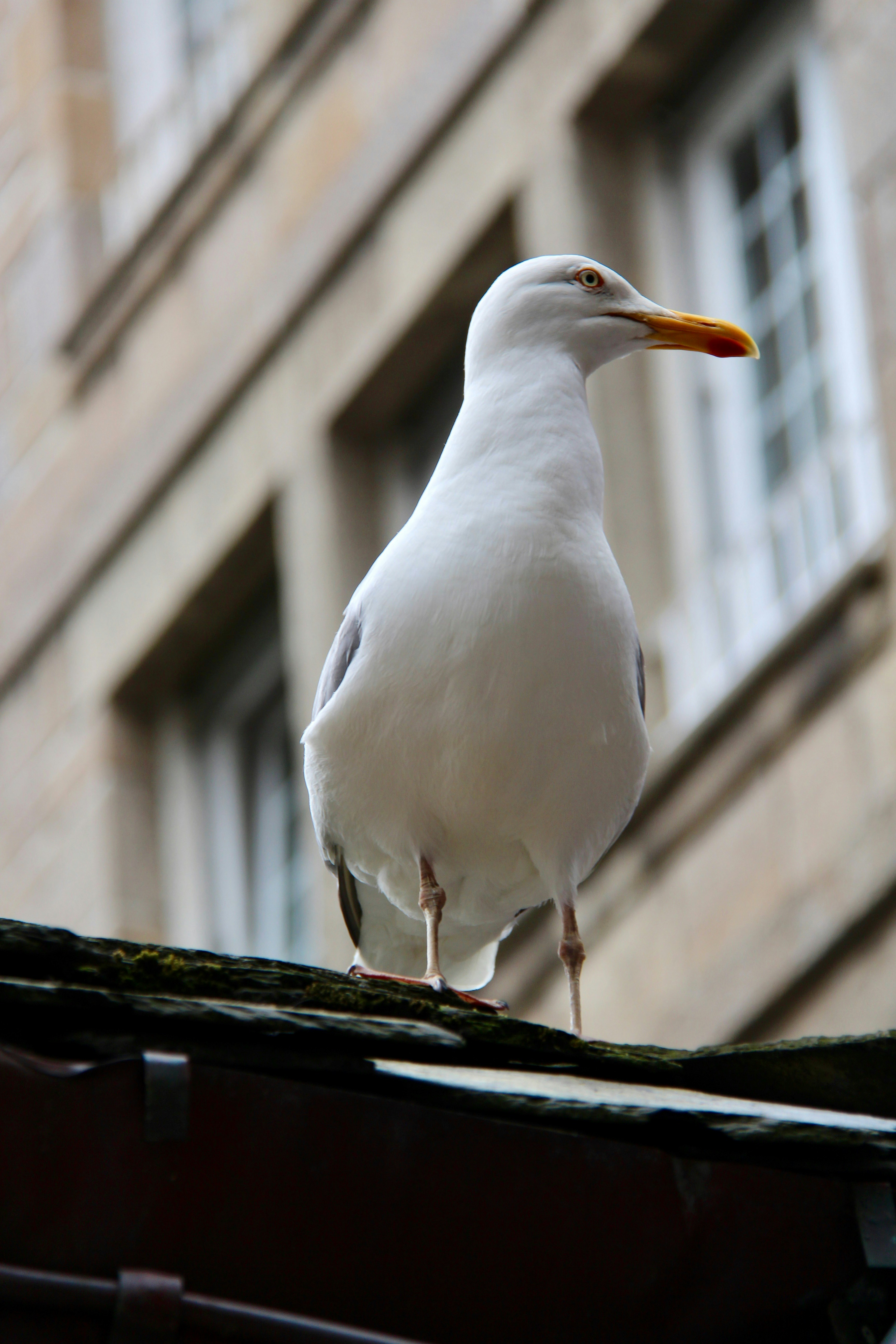 Roof-Edge Sentinel: Urban Gull Portrait