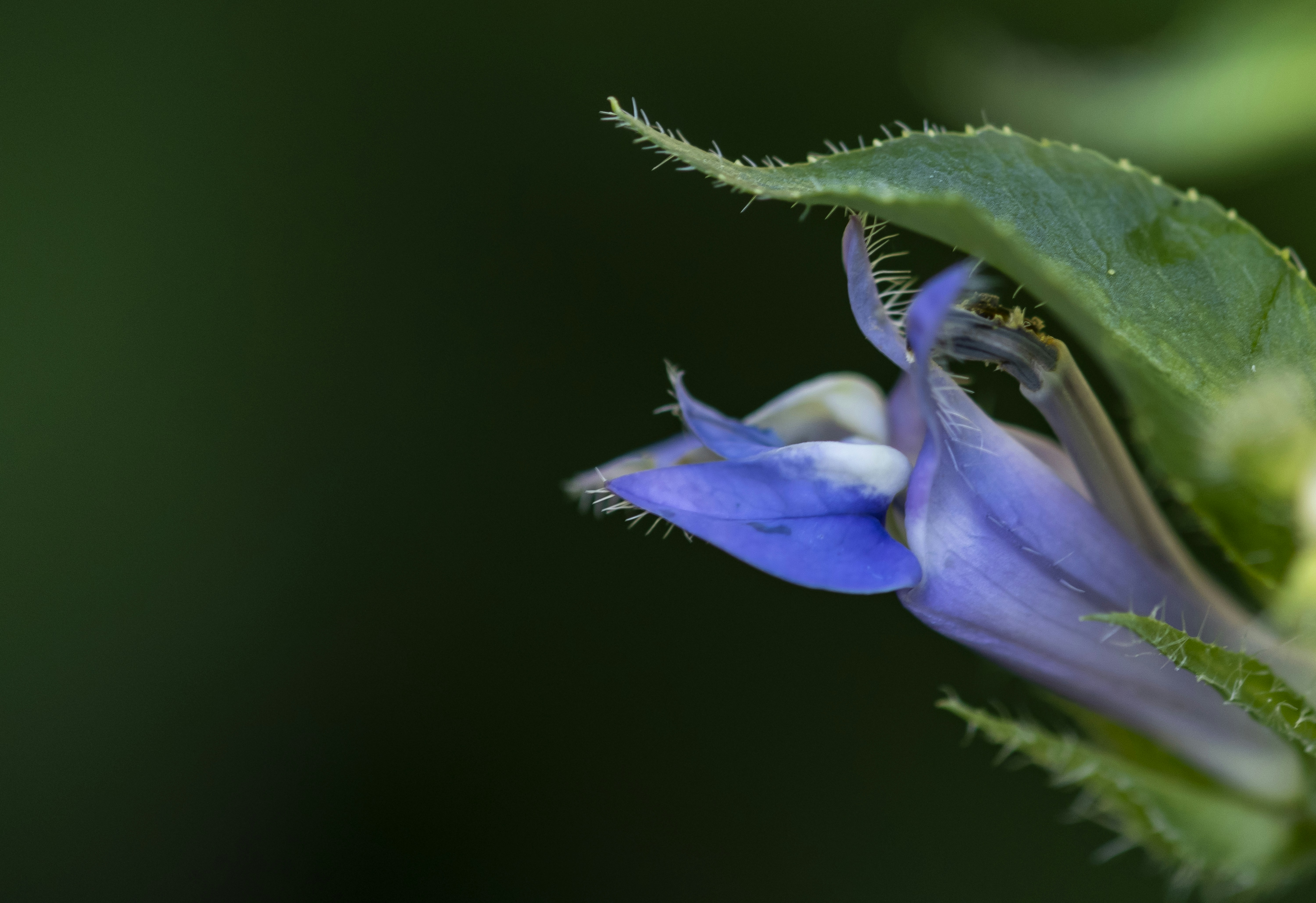 Violet Bloom Peeking from Thorny Green Edge: A Macro Portrait