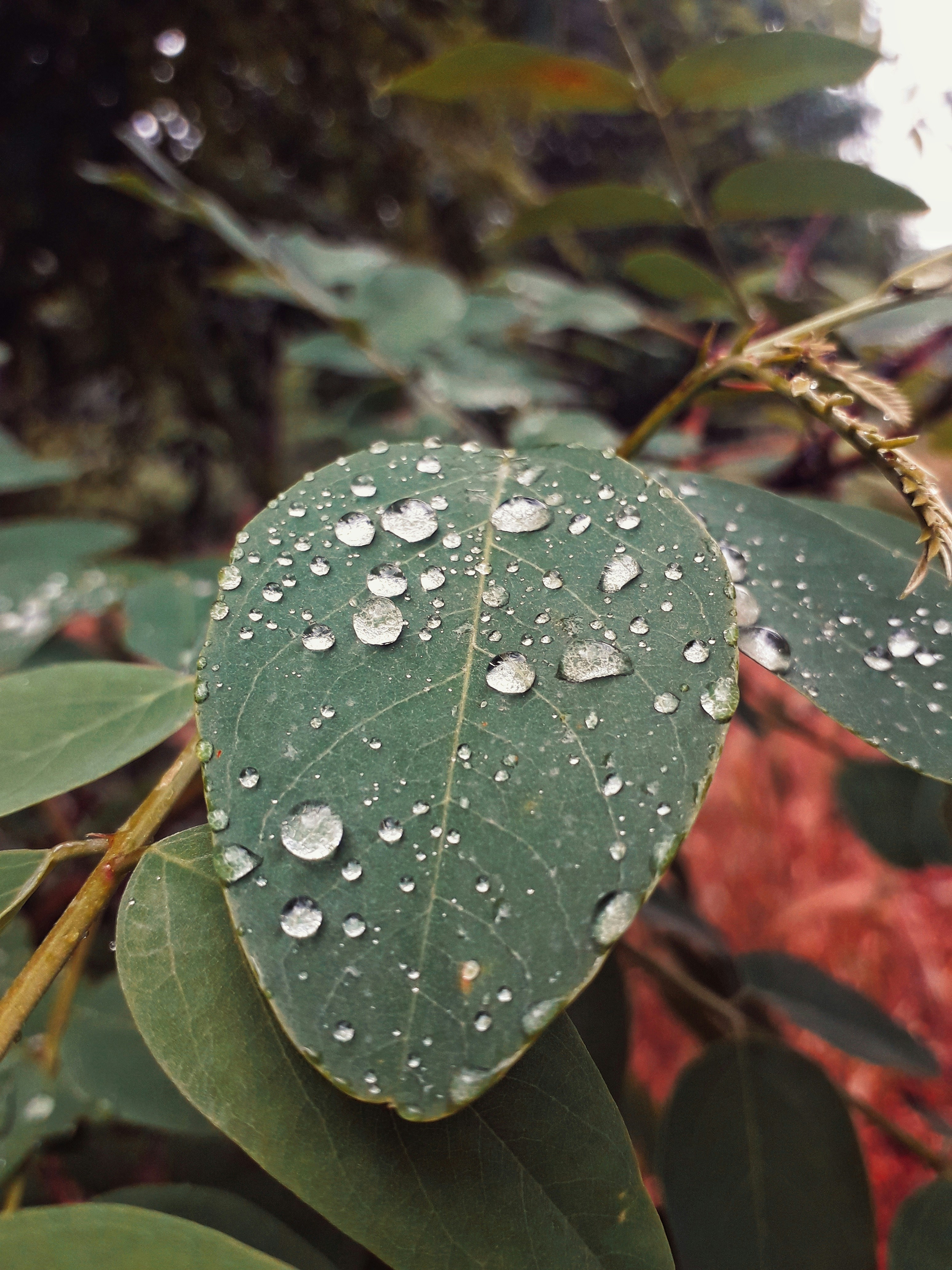 Dew-Dappled Vein: A Macro Portrait of a Leaf in Morning Light