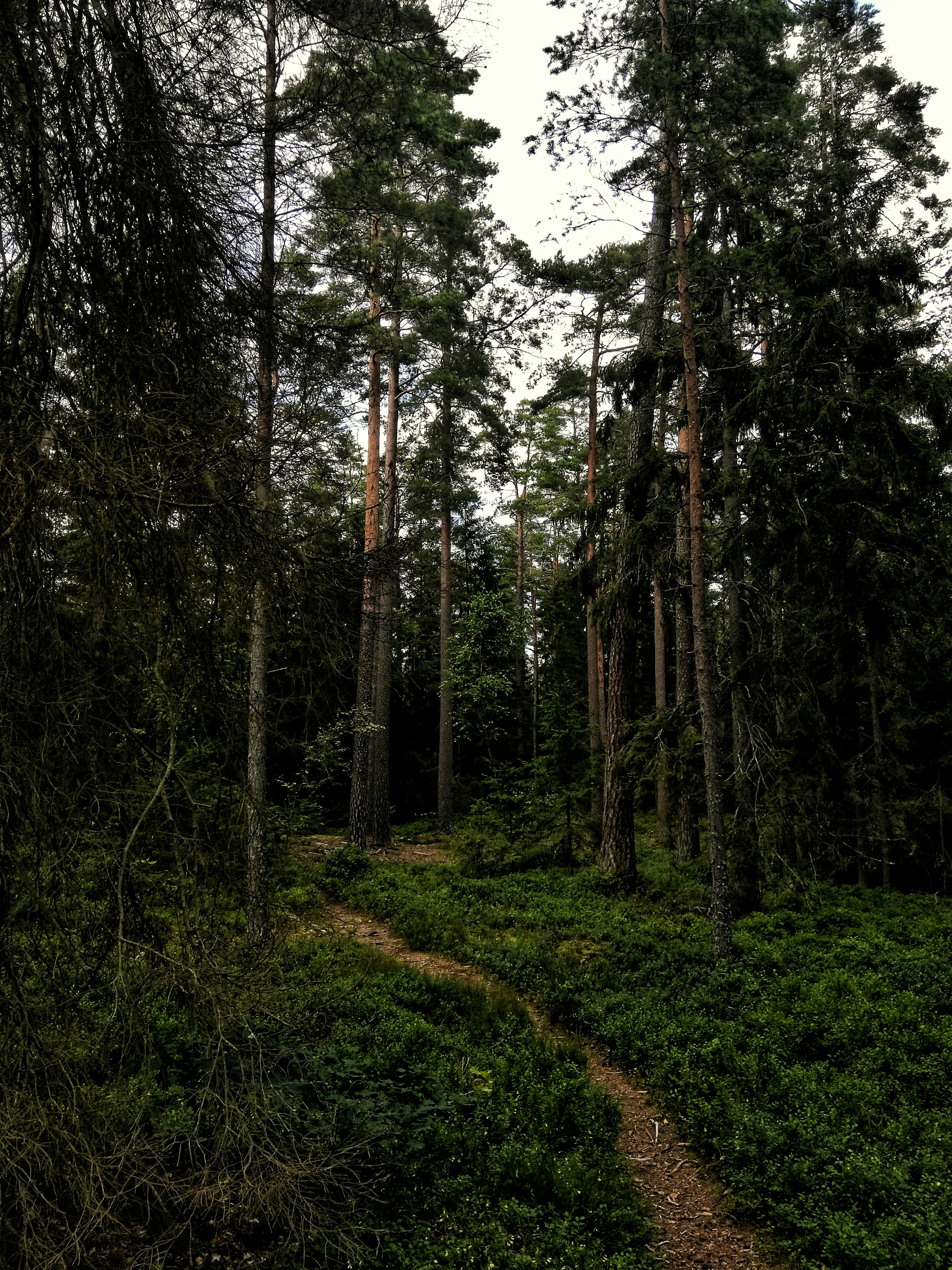 A winding trail through a dense forest, flanked by towering trees and lush undergrowth. The scene evokes a sense of tranquility and adventure.