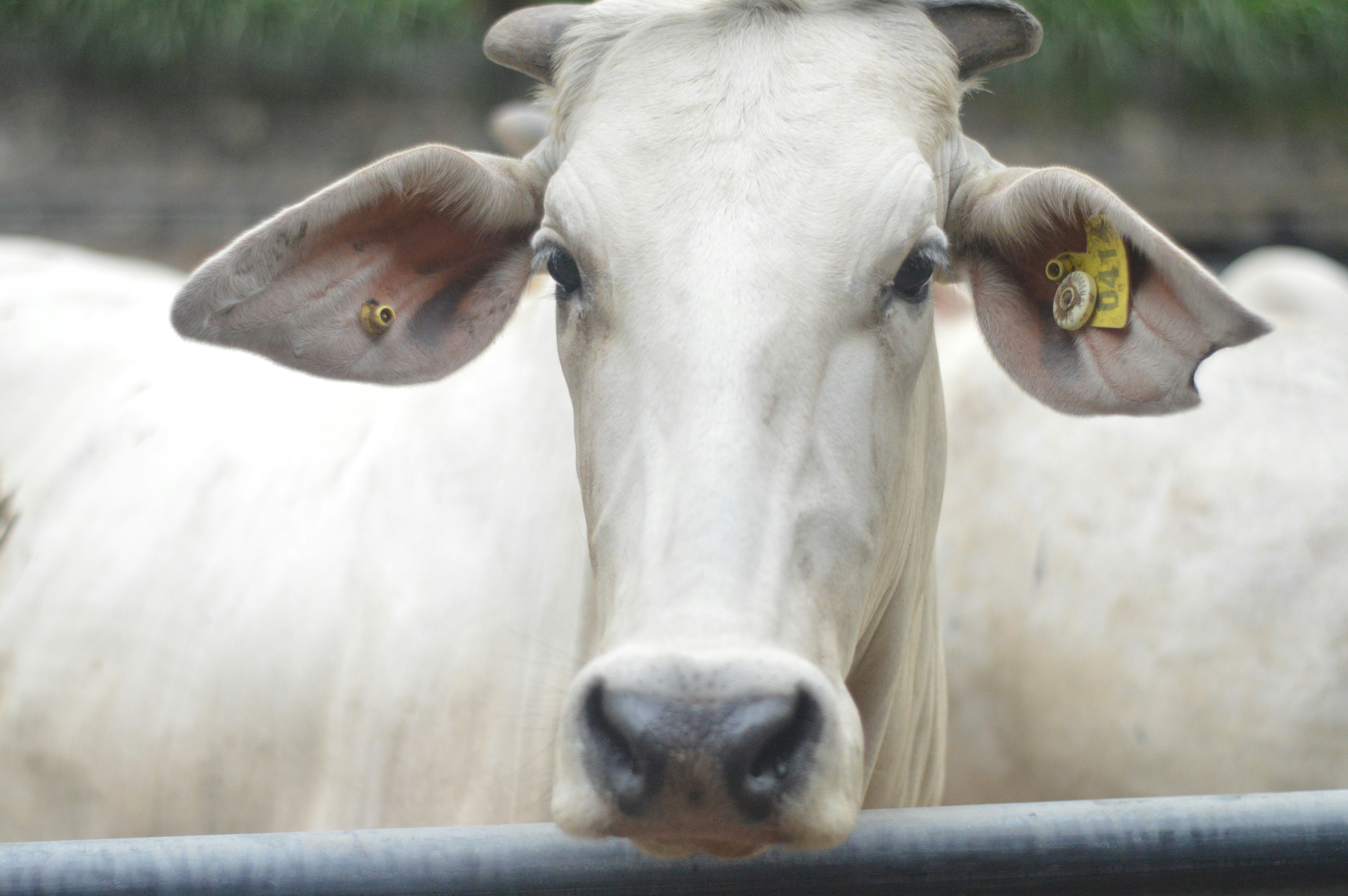 Eyes Over the Rail: Close-Up of a Dairy Cow's Gaze