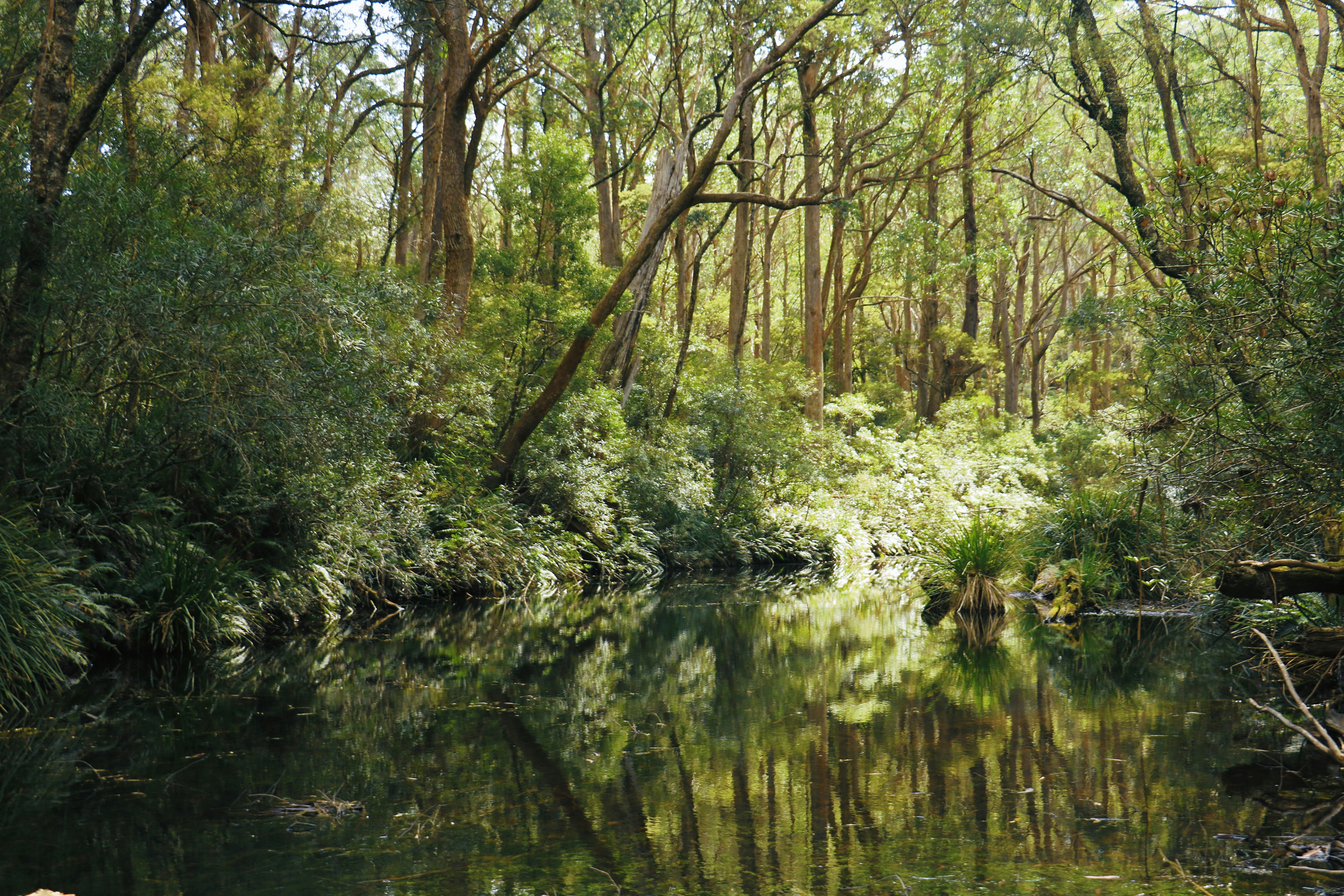 Forest Water Pictures | Download Free Images on Unsplash