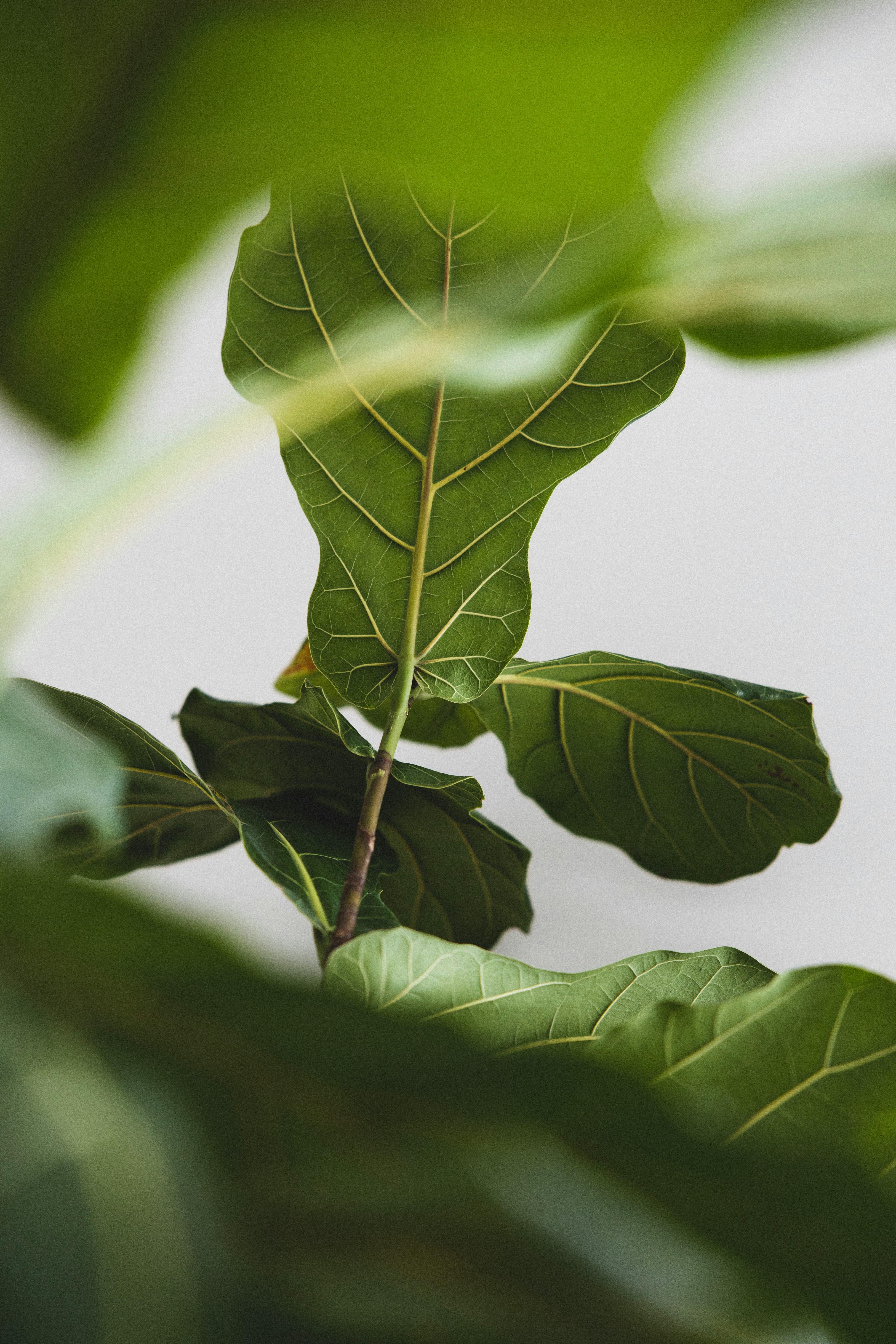 Fiddle Leaf Fig Pictures | Download Free Images on Unsplash