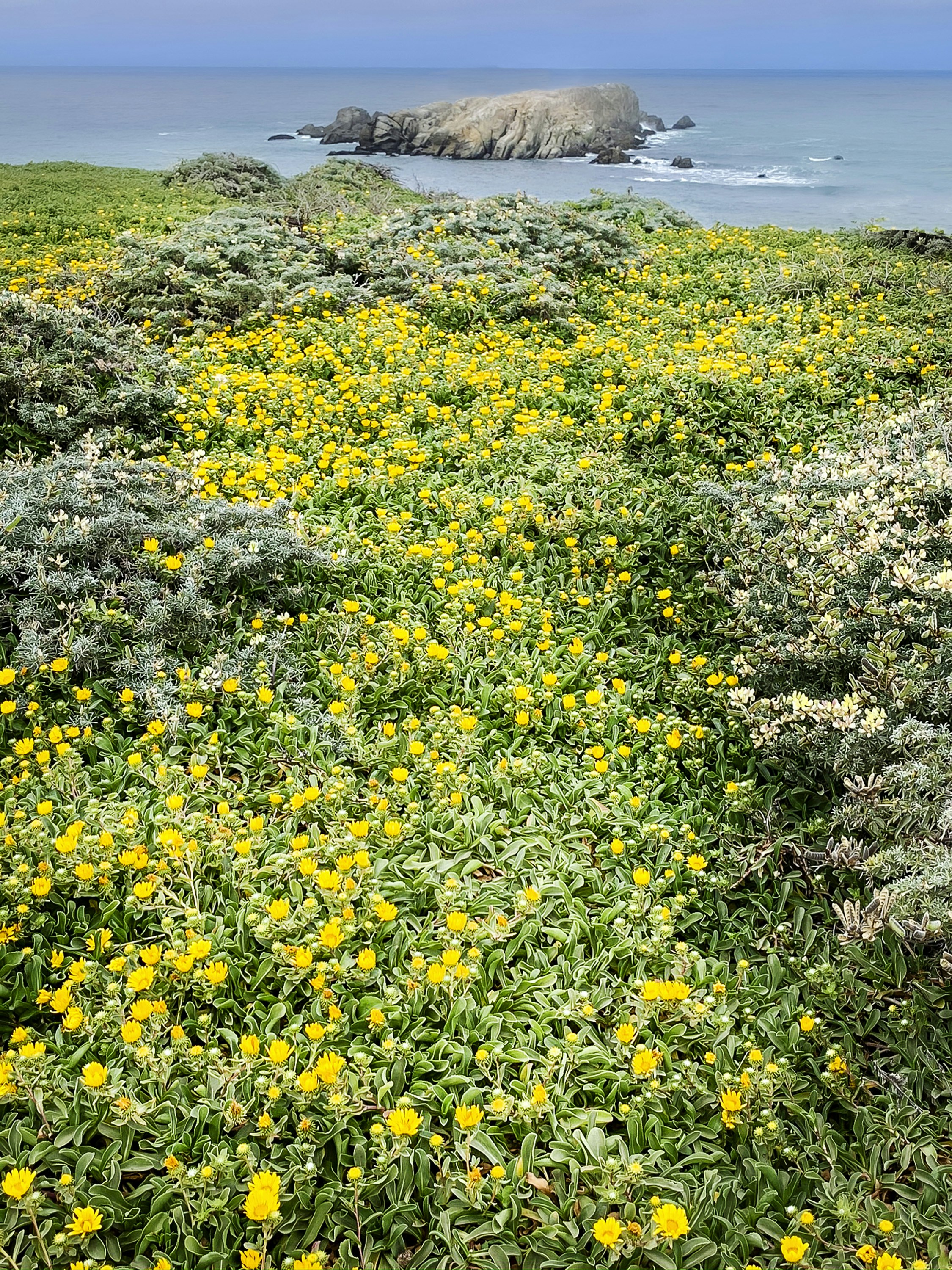 A lush carpet of yellow flowers spreads across the coastal landscape, leading to a rocky outcrop in the distance. The scene captures the serene beauty of nature by the ocean.