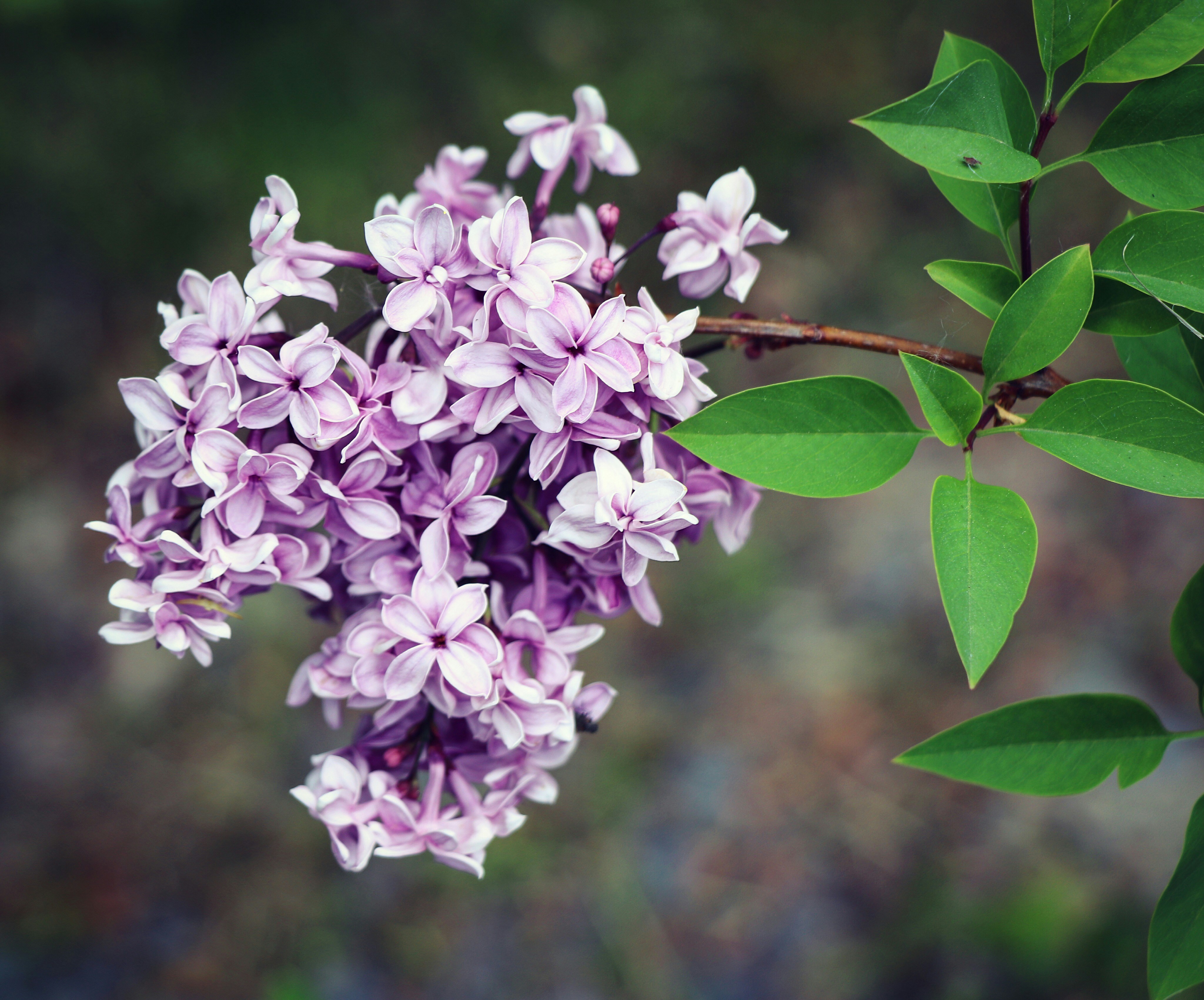 Clusters of delicate lilac flowers intertwined with green leaves, showcasing the beauty of springtime flora.