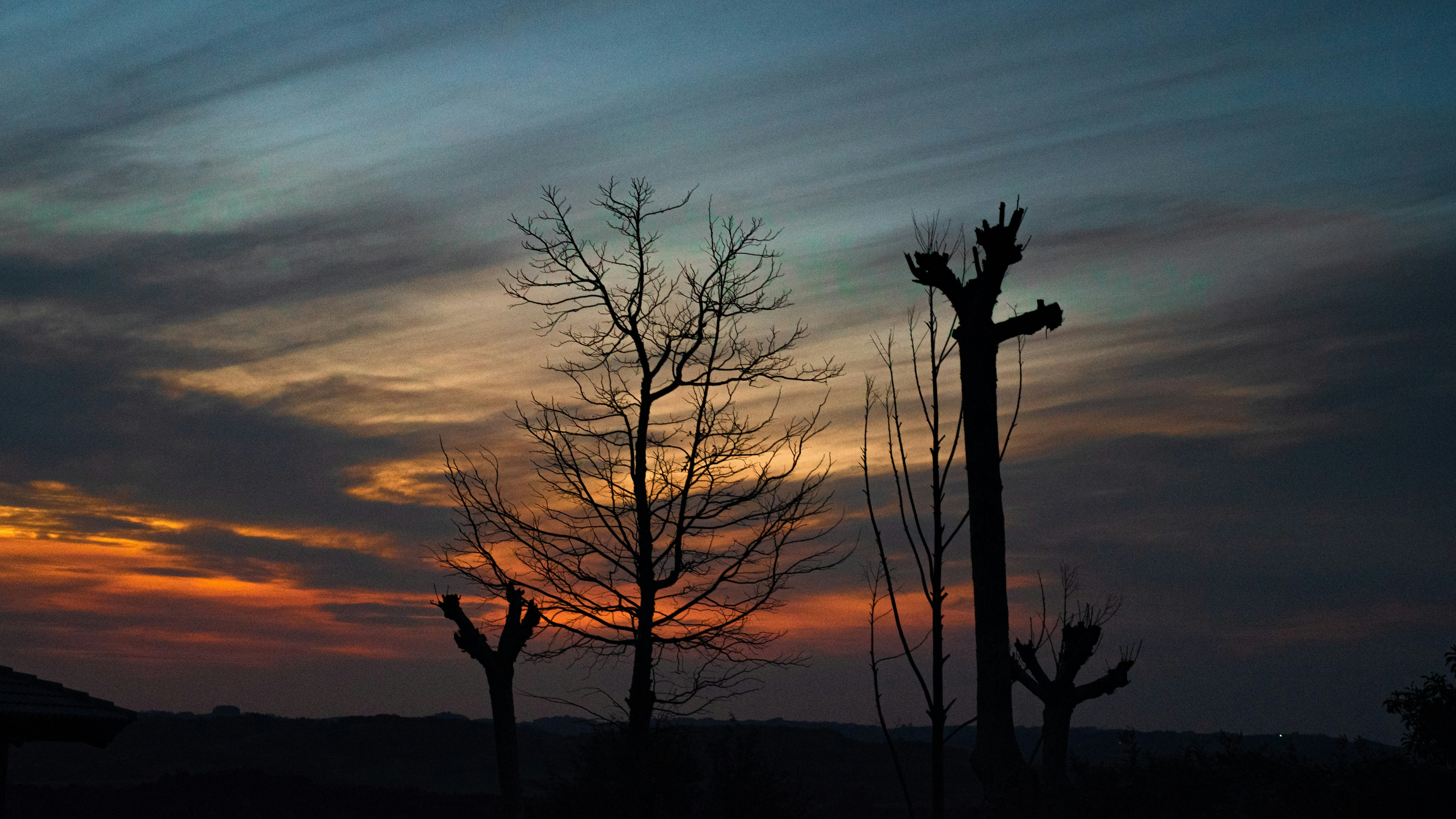 Twilight Silhouettes Against a Painted Sky