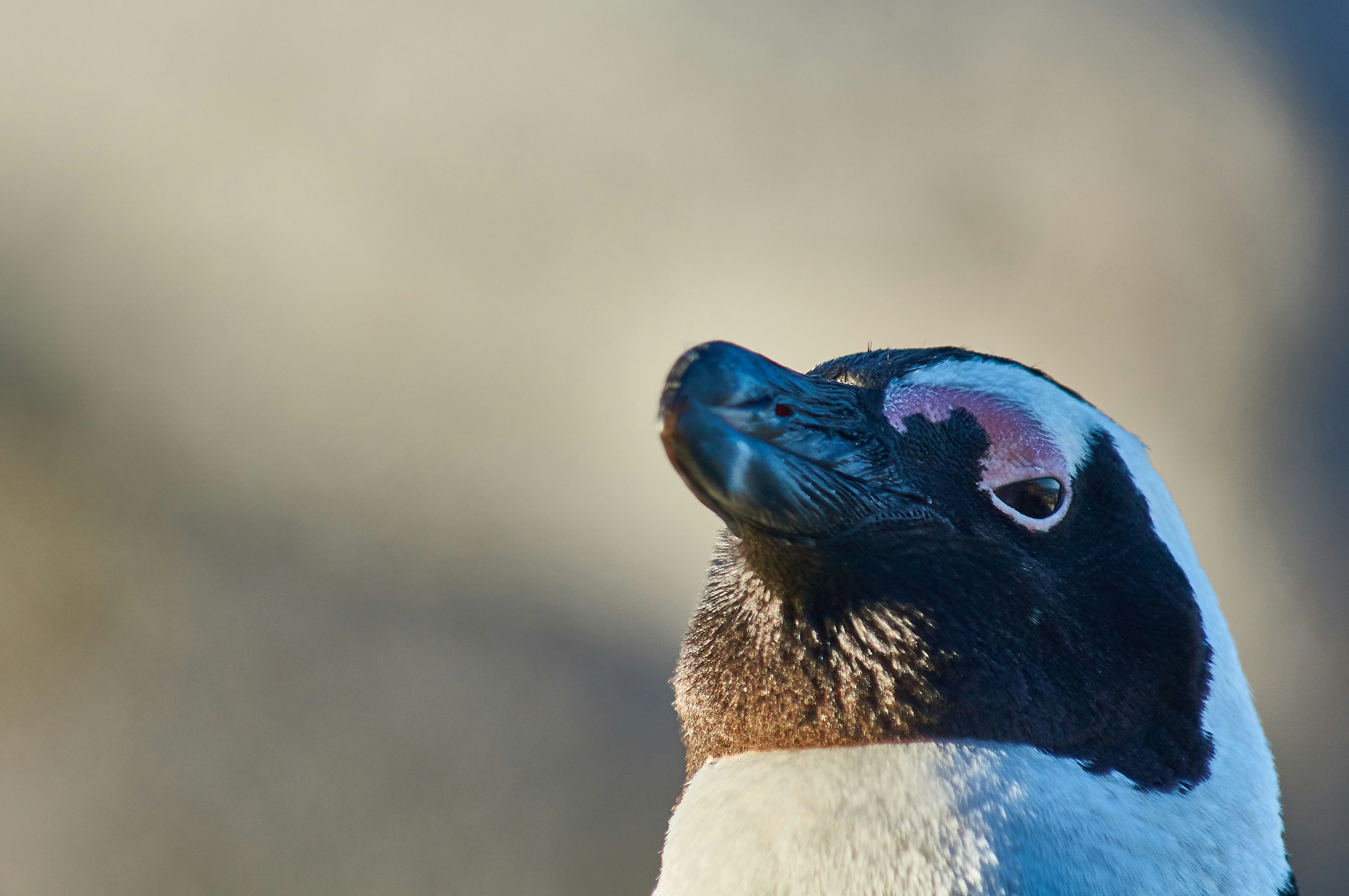 Close-Up Portrait of an African Penguin Against a Warm Granite Backdrop