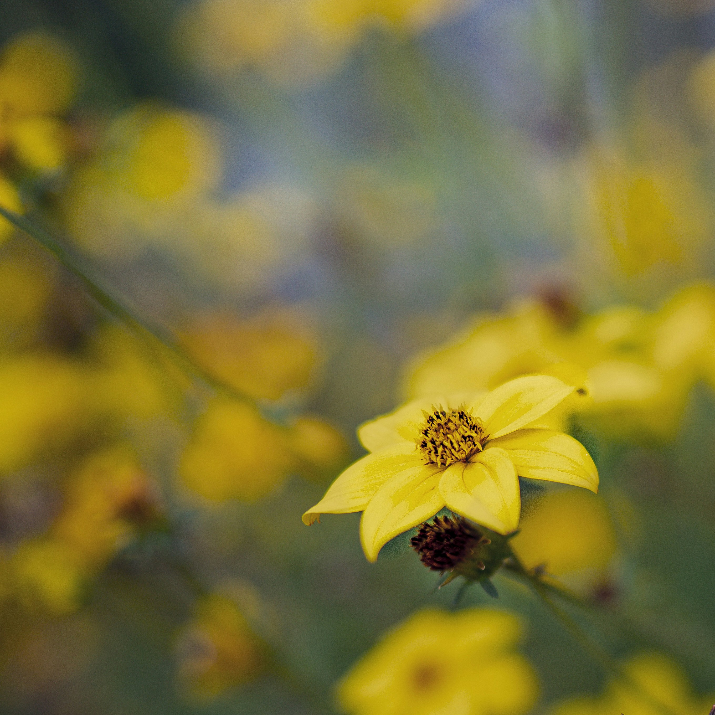 Bright yellow flower surrounded by a soft focus of more yellow blooms, creating a dreamy floral scene.