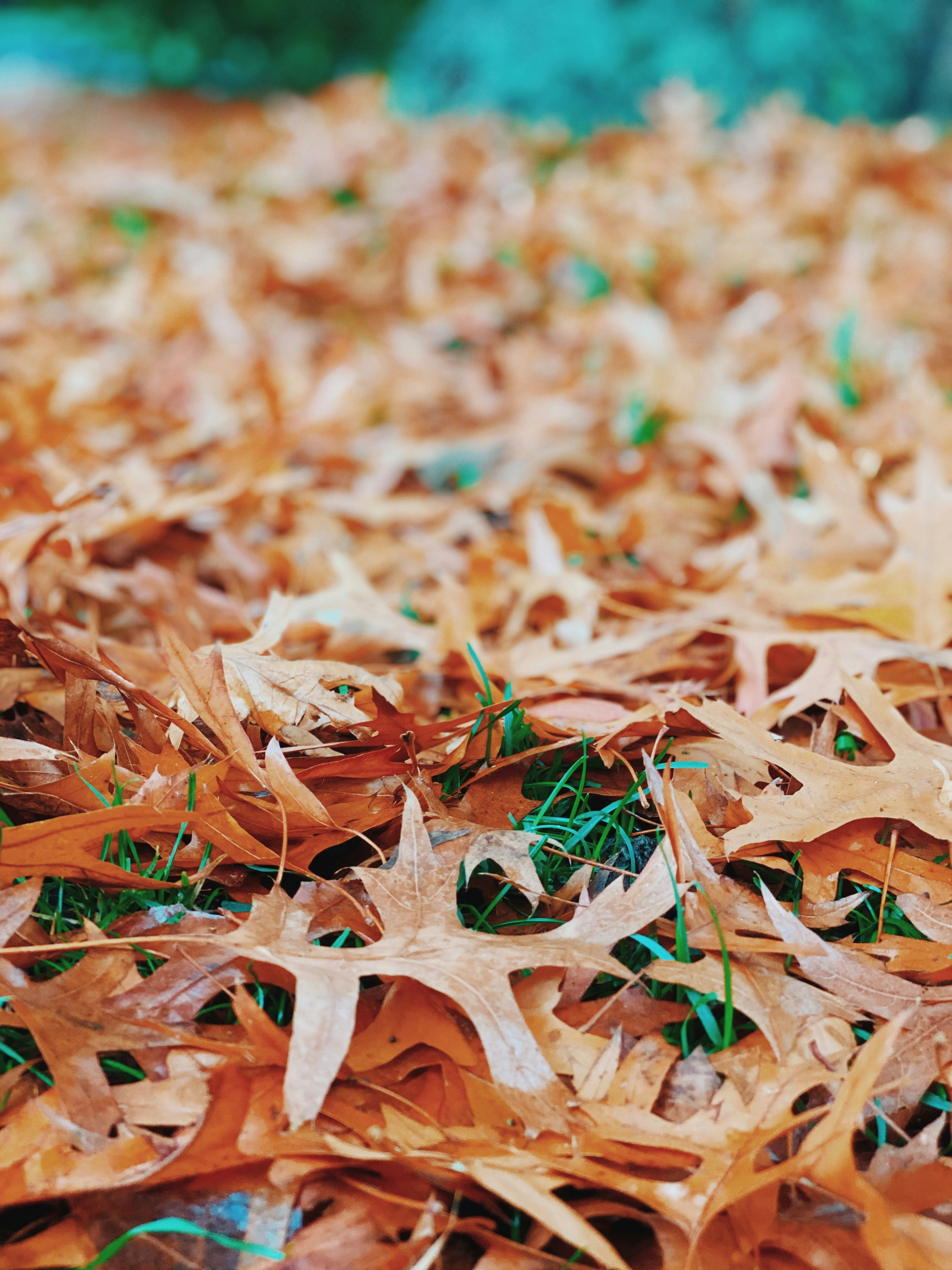 Autumn Mosaic: Close-Up of Fallen Oak Leaves with Hidden Green Sprouts