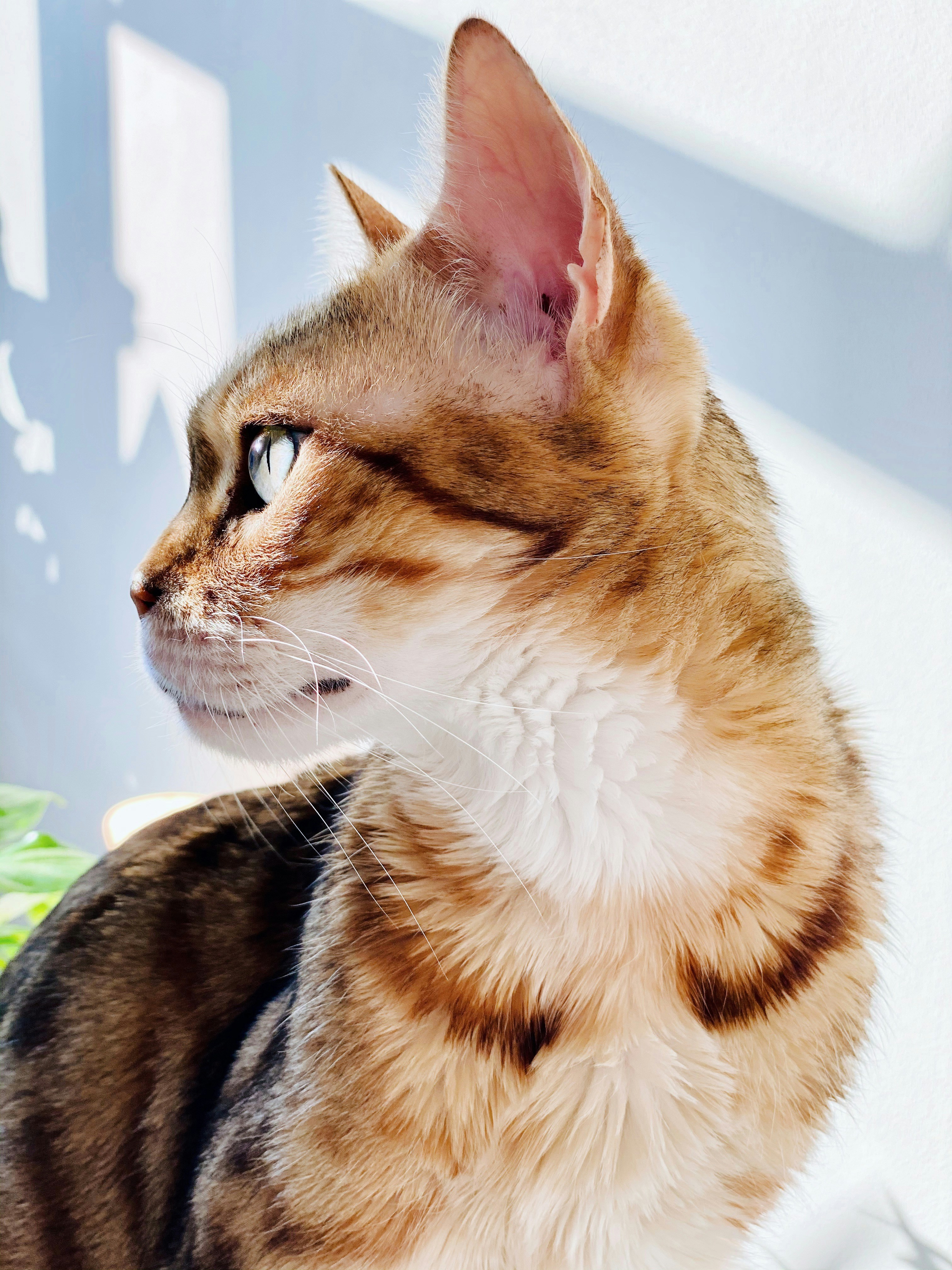 Sunlit Gaze: Profile of a Tabby Cat in Bright Natural Light
