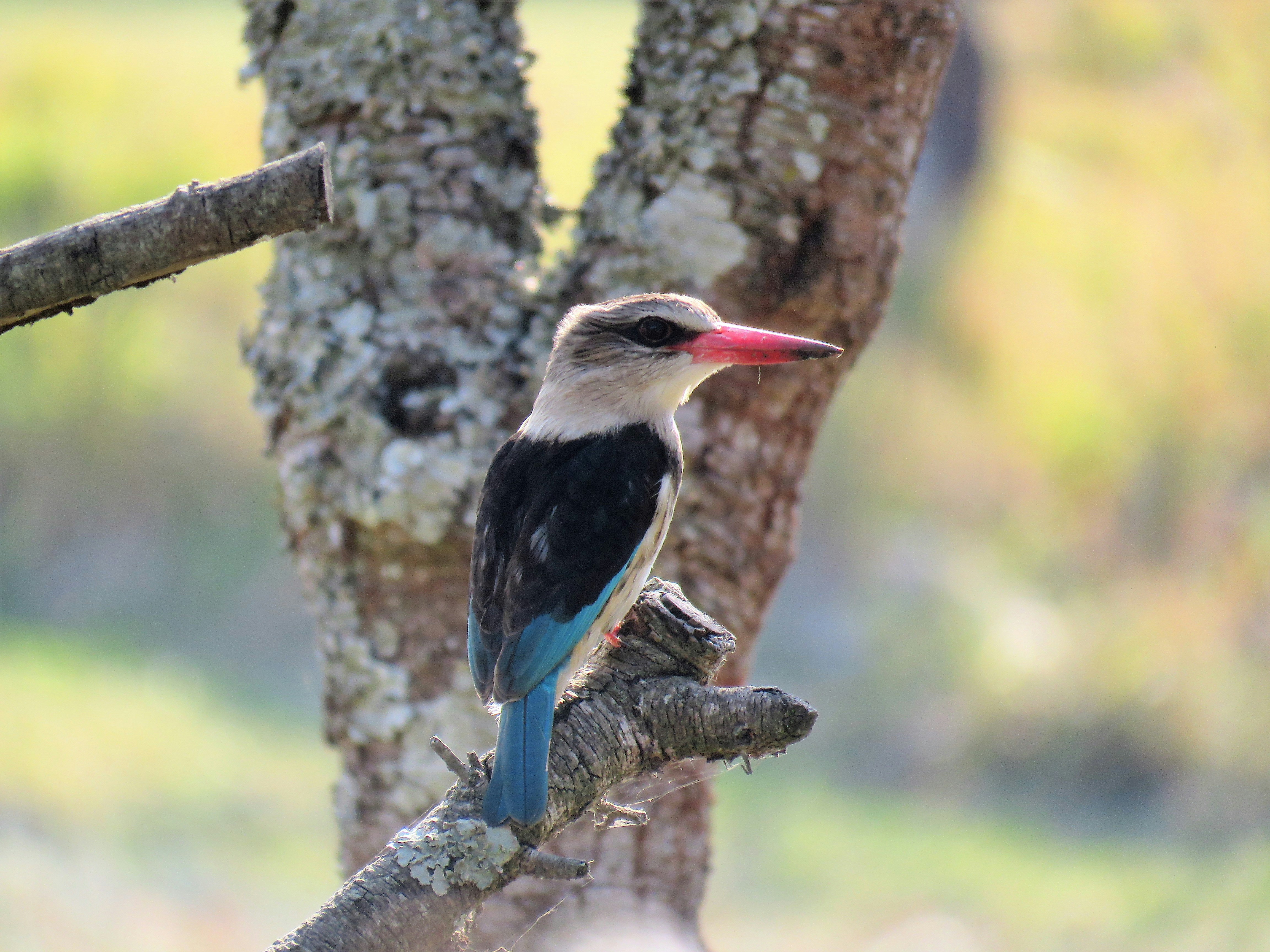Brown-hooded kingfisher resting on a lichen-covered branch with a blurred natural background.