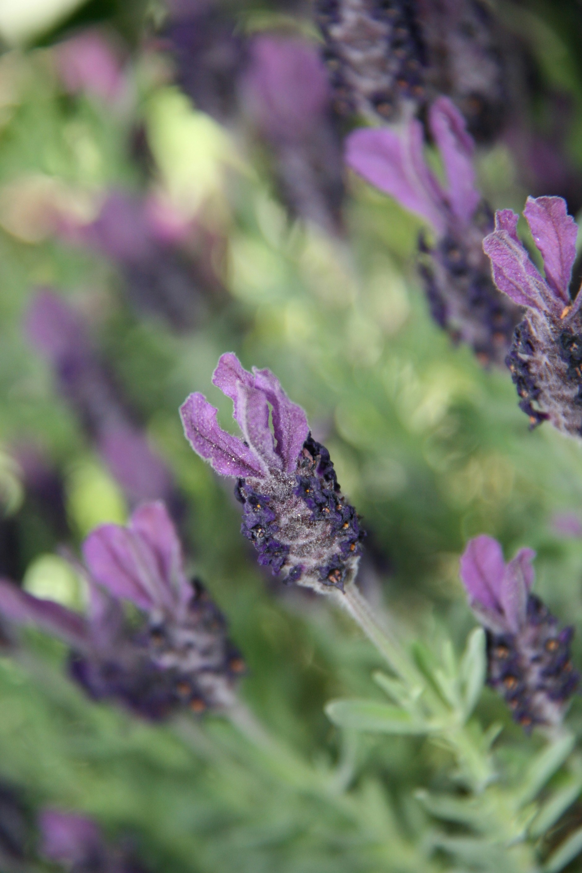 Vibrant Lavender Burst in Soft Focus Garden