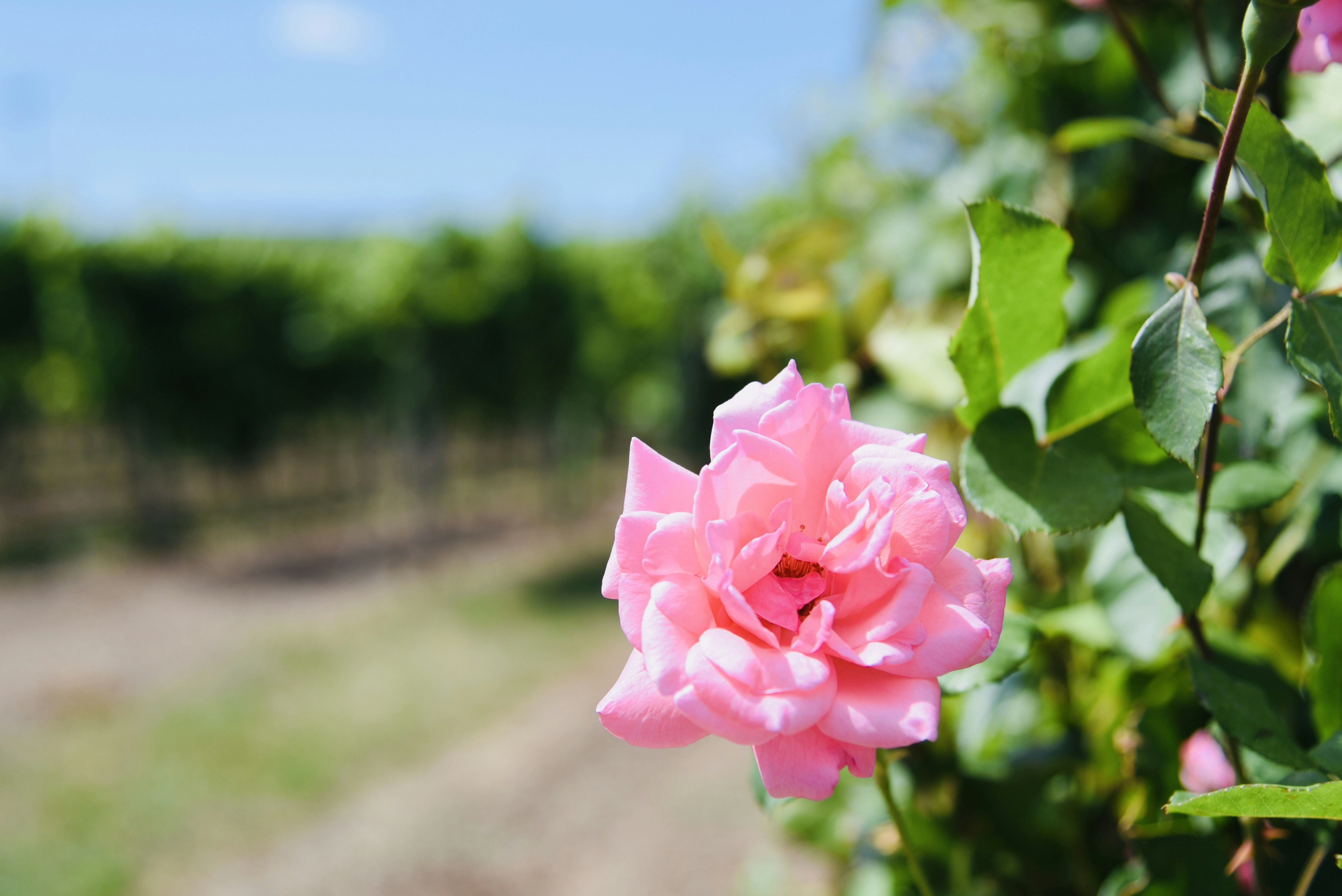 Pink Rose in Focus: A Close-Up in a Sunlit Vineyard Row