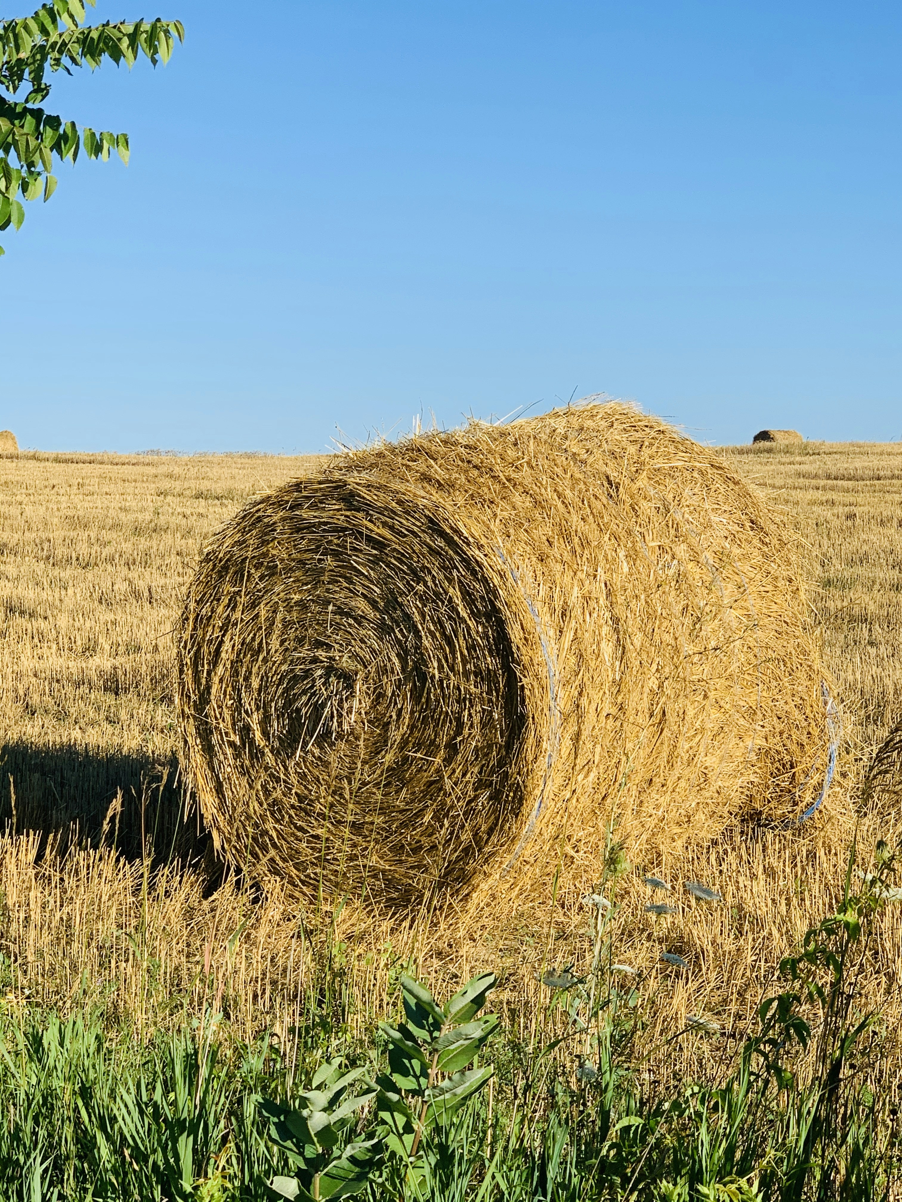 Round hay bale resting in a sunlit field, surrounded by green foliage under a clear blue sky.