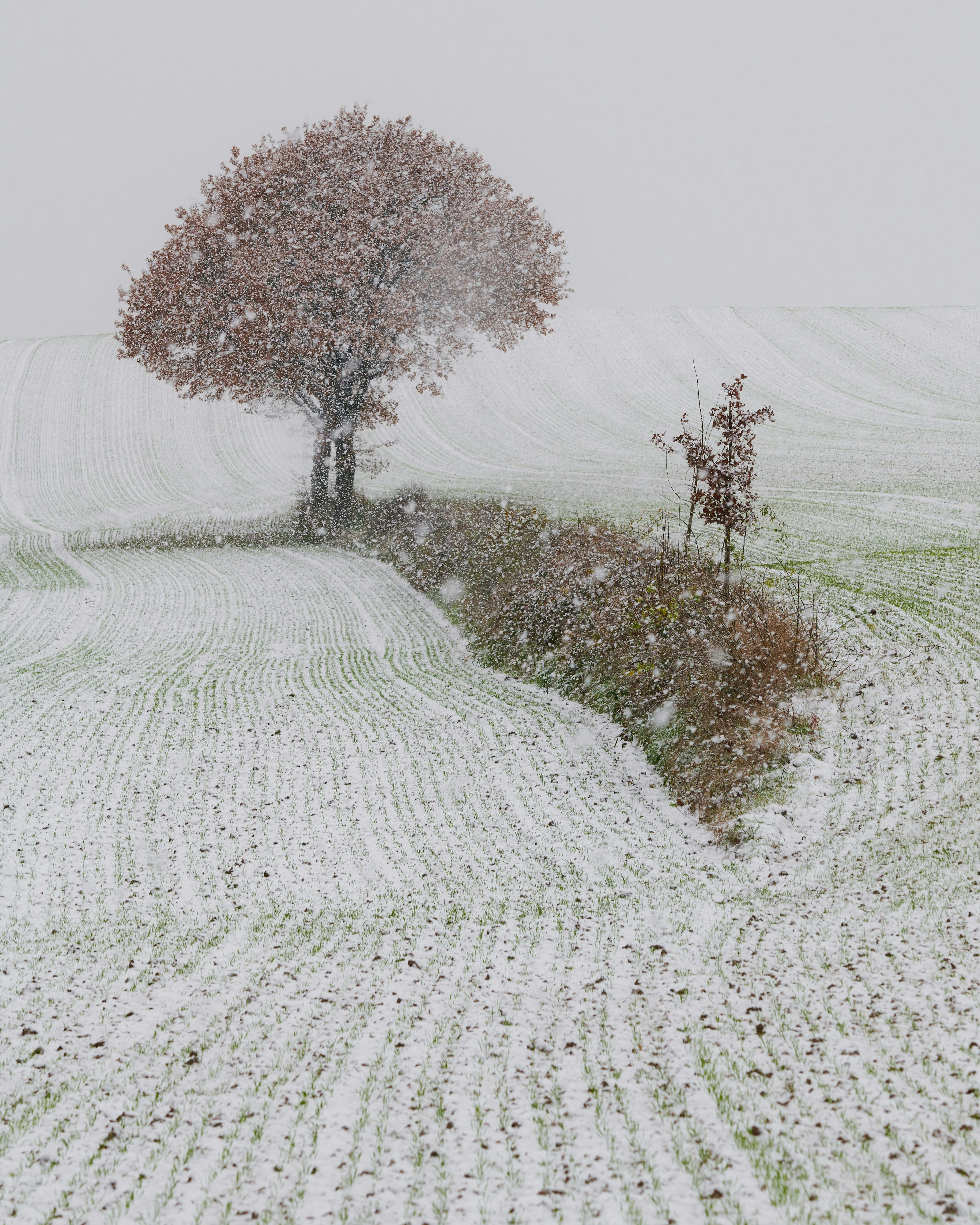 Snow-Curved Field with Lone Tree Beneath Falling Flakes