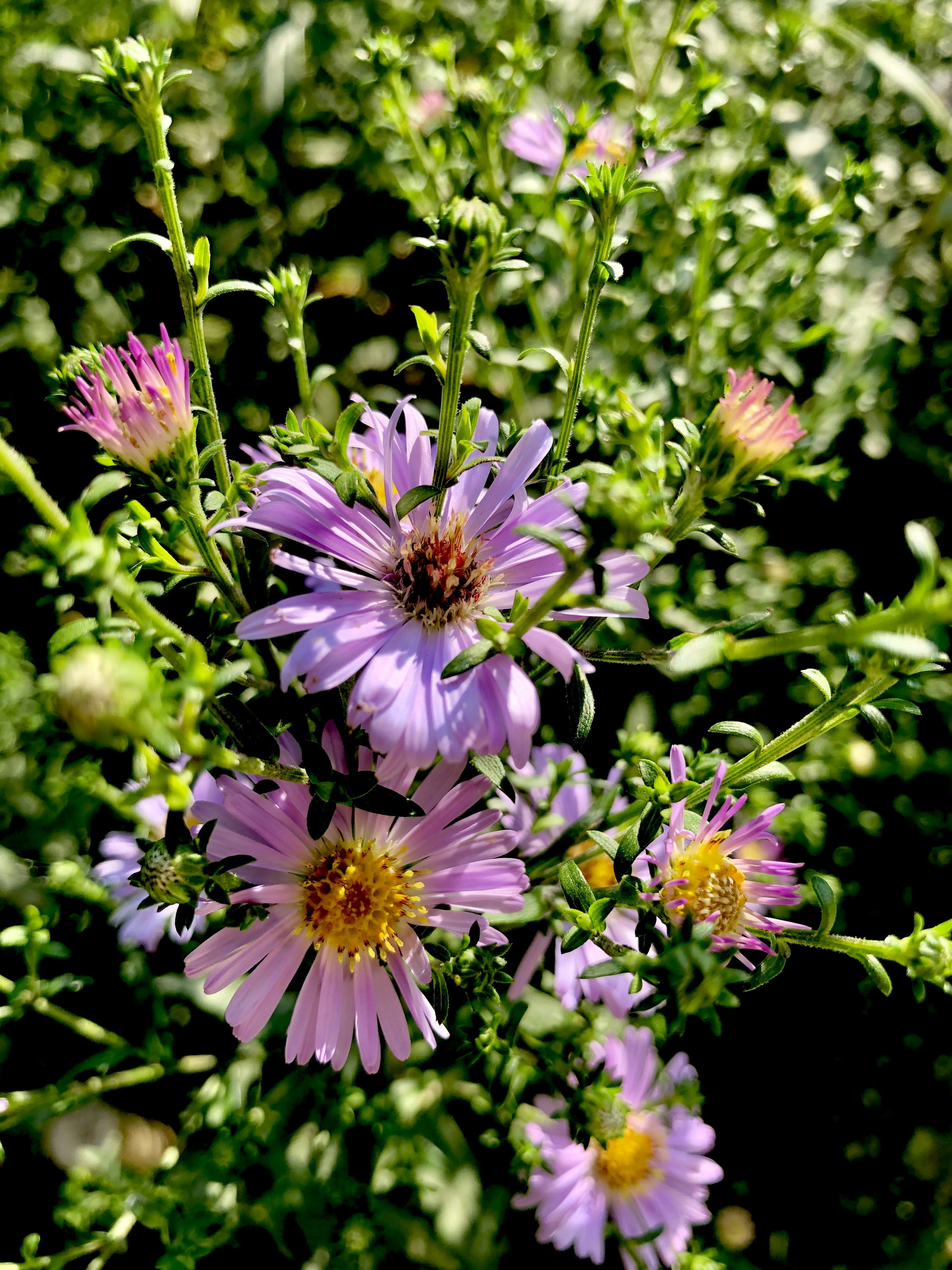 Center Stage Asters: Sun-Kissed Purple Blossoms in a Green Tangle