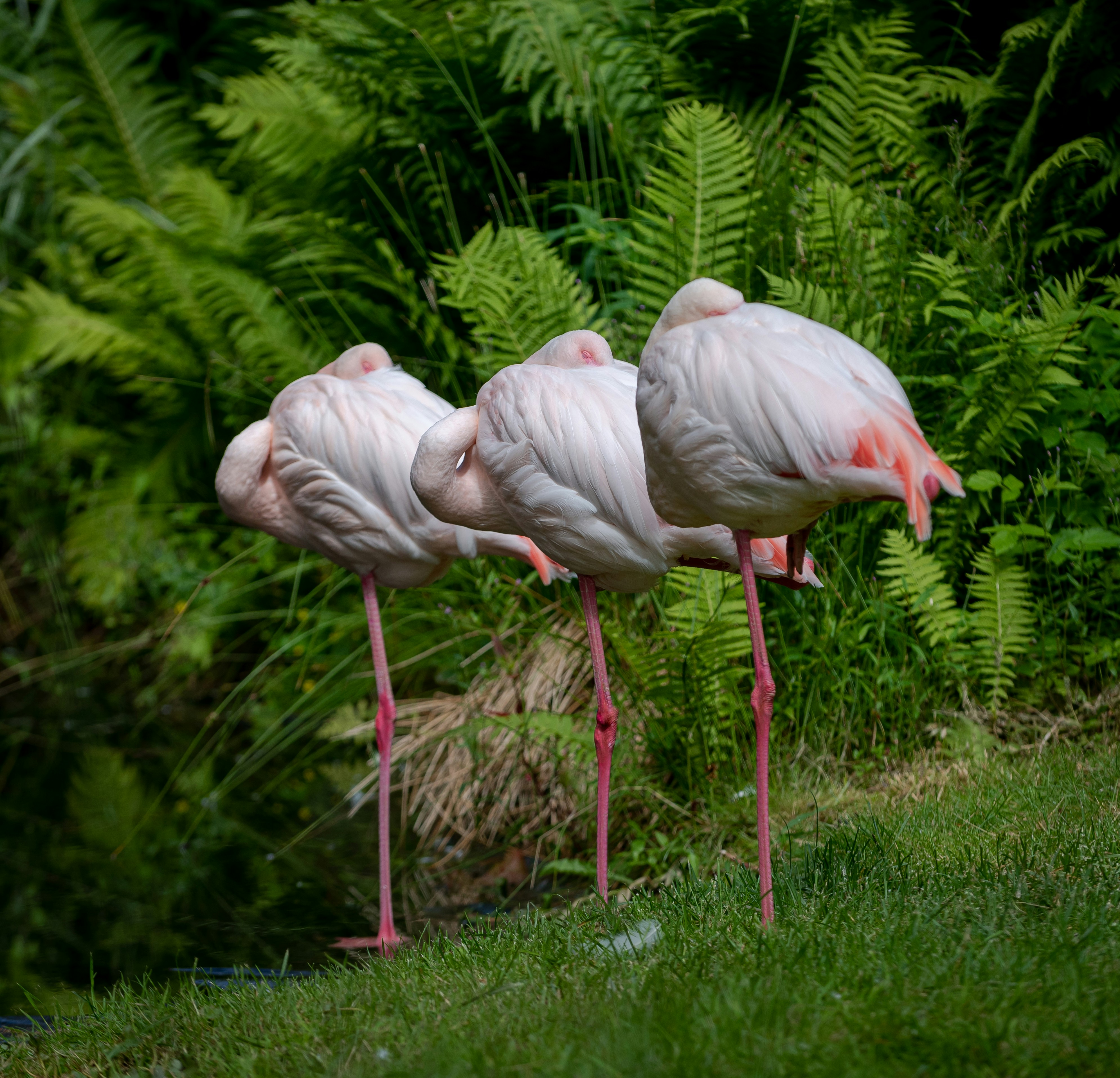 Three Flamingos Pictures | Download Free Images on Unsplash