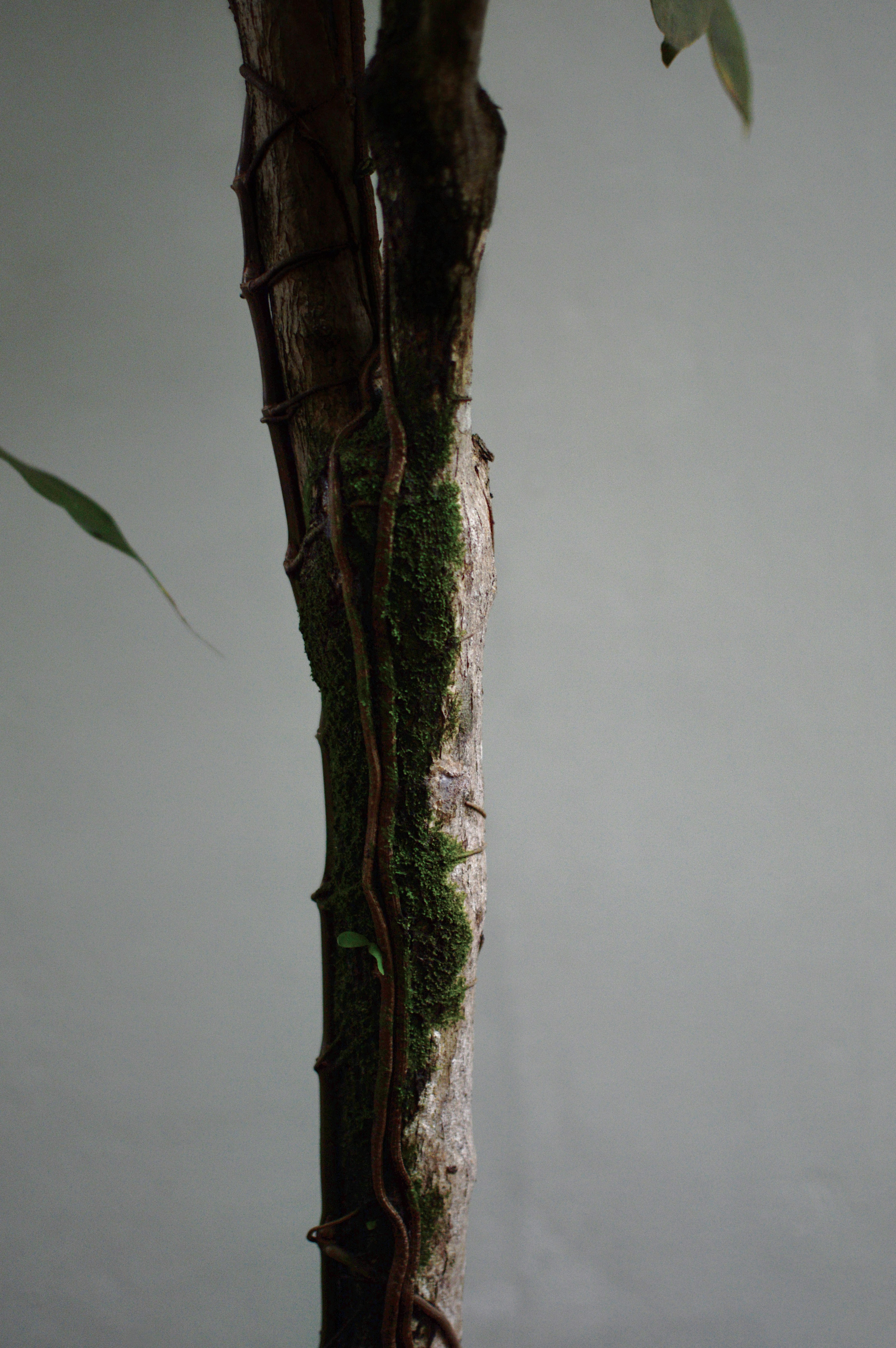 Vine-wrapped Trunk in a Minimalist Portrait of Quiet Growth