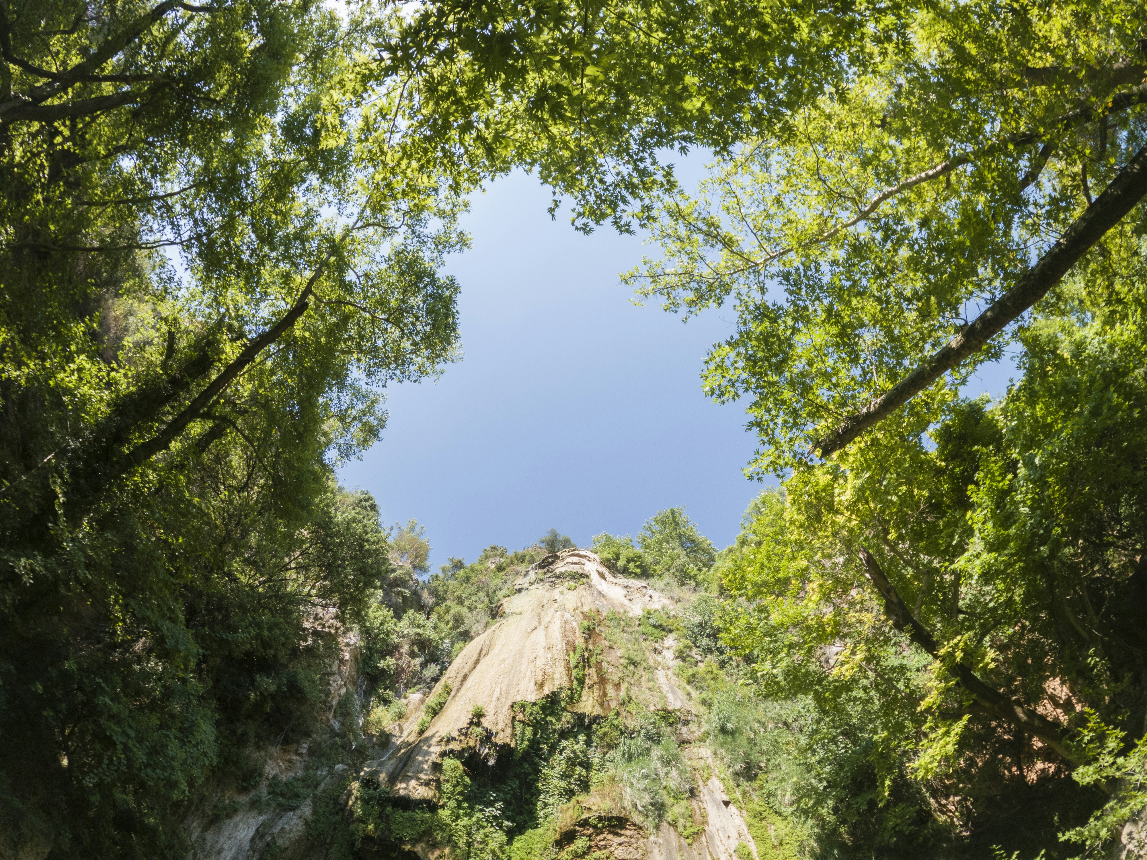 Lush green treetops frame a clear blue sky in a forest setting.