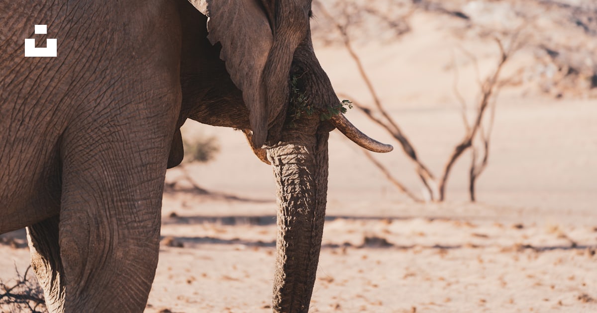 Brown Elephant Walking On Brown Sand During Daytime Photo Free