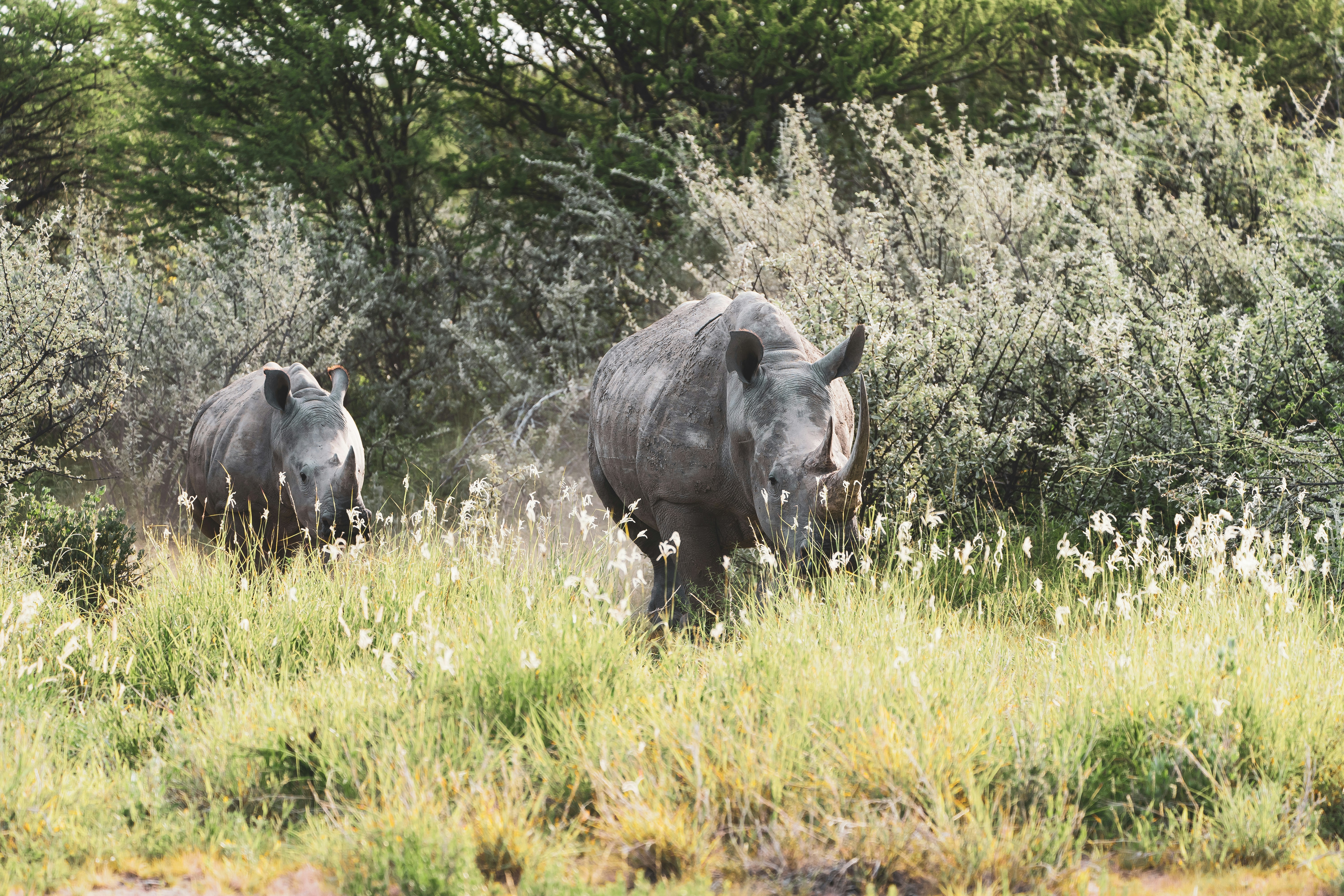 Two rhinoceroses navigating through tall grasses and shrubs, embodying the essence of wildlife in a serene environment.