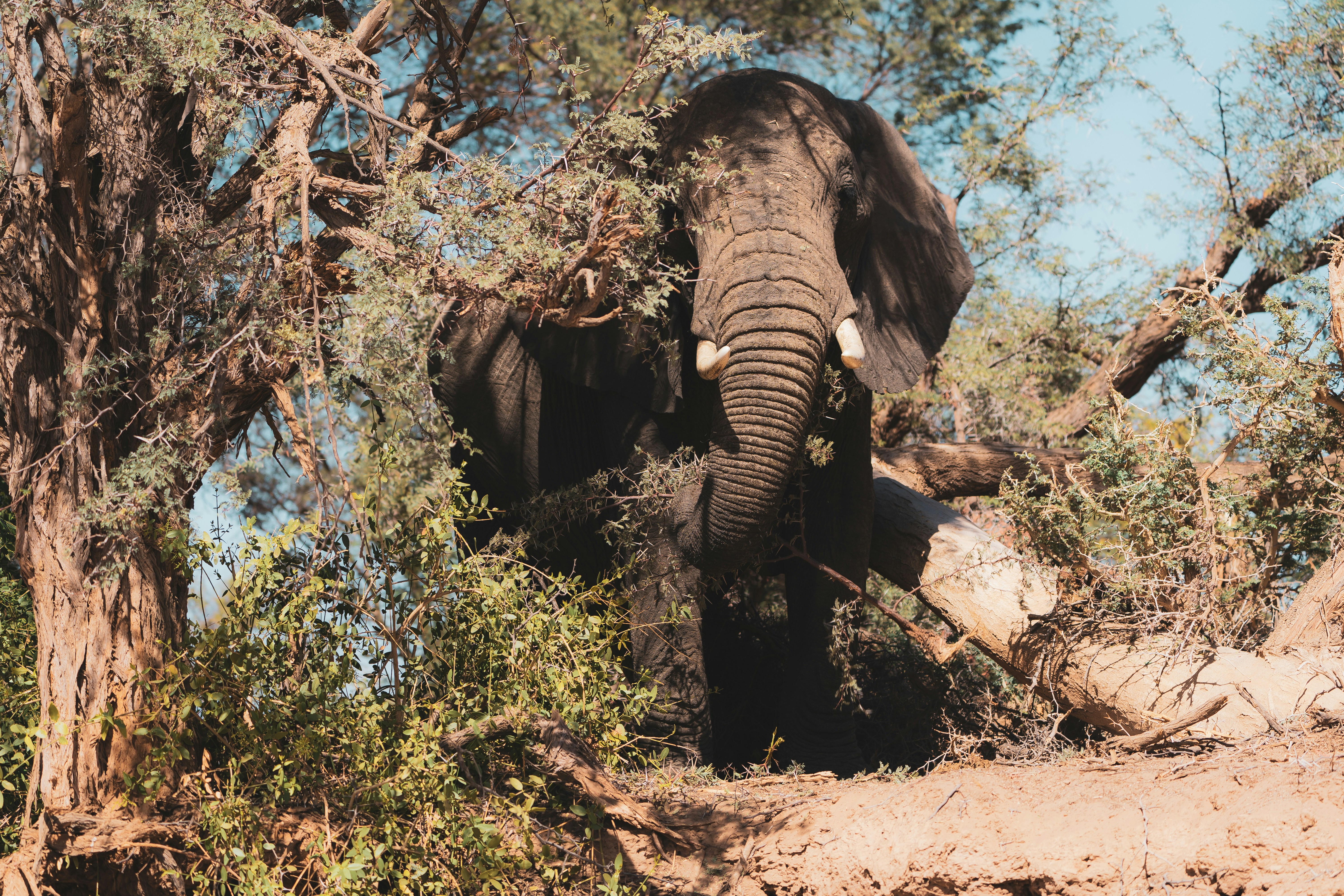 Namibian wildlife in their natural habitat. February 2020.