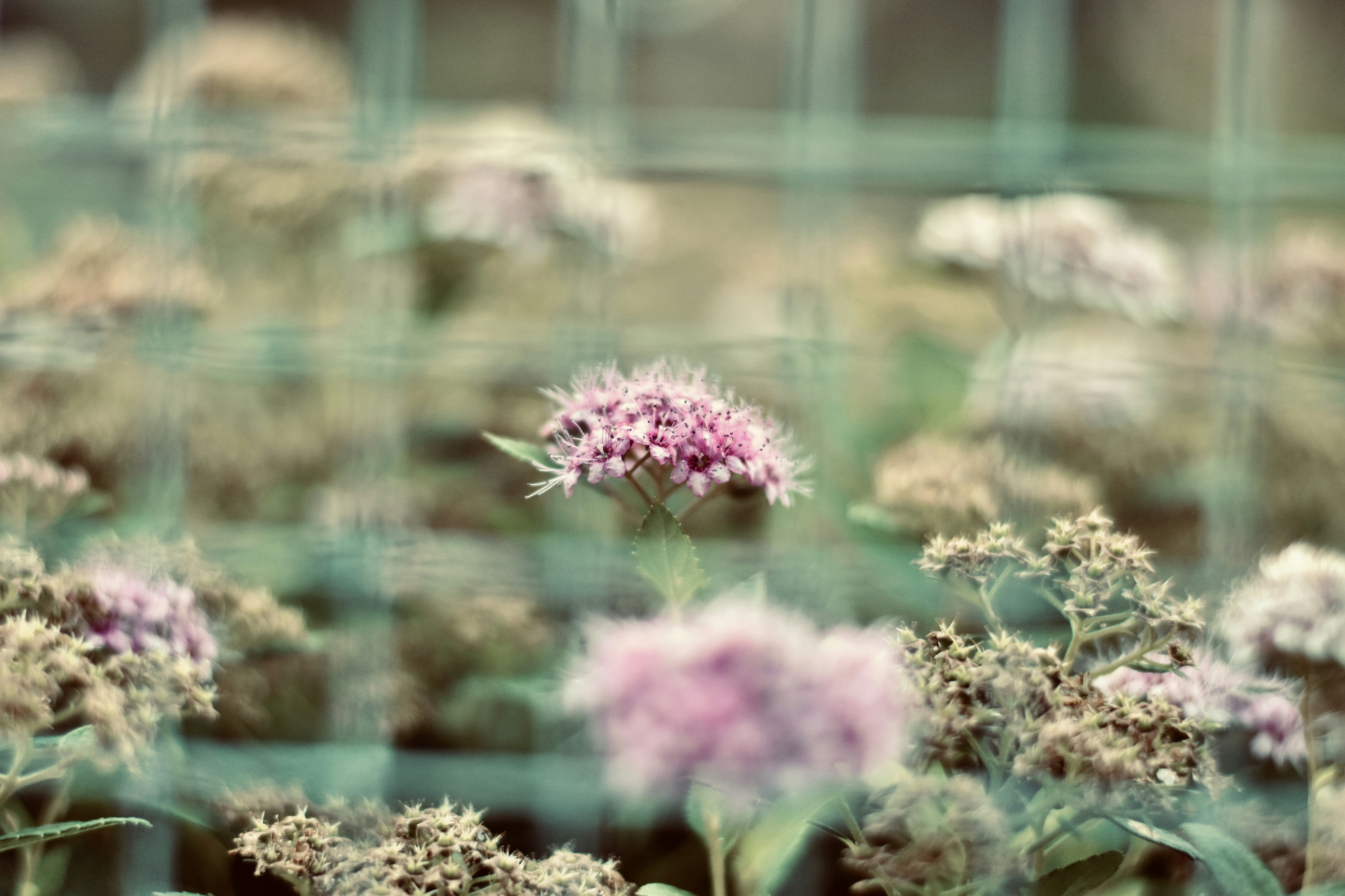 Soft Focus in a Garden: Central Pink Flower Surrounded by Pastel Blooms