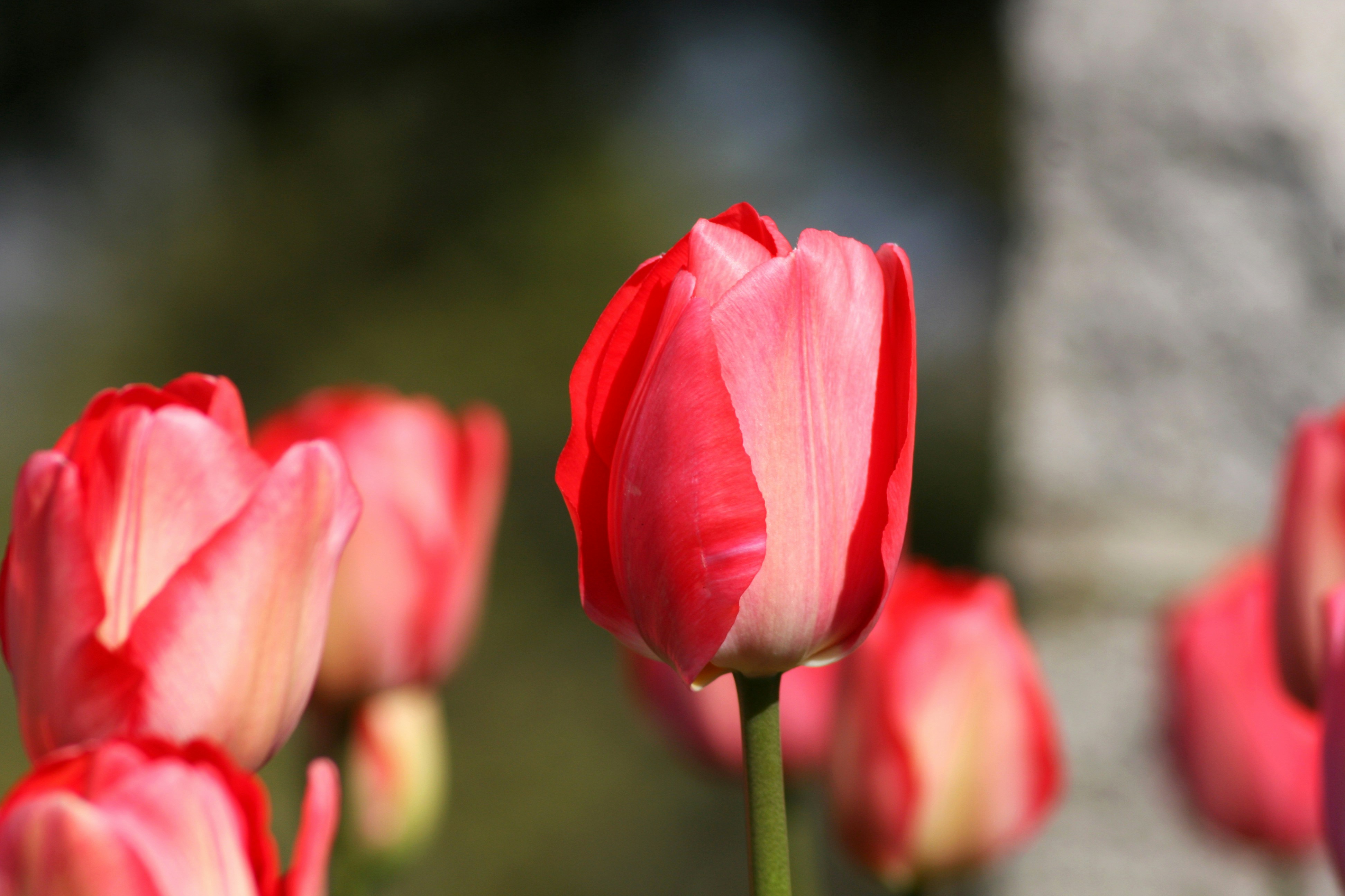 A close-up of a vibrant red tulip in full bloom, surrounded by softly blurred pink tulips, showcasing the beauty of spring flora.
