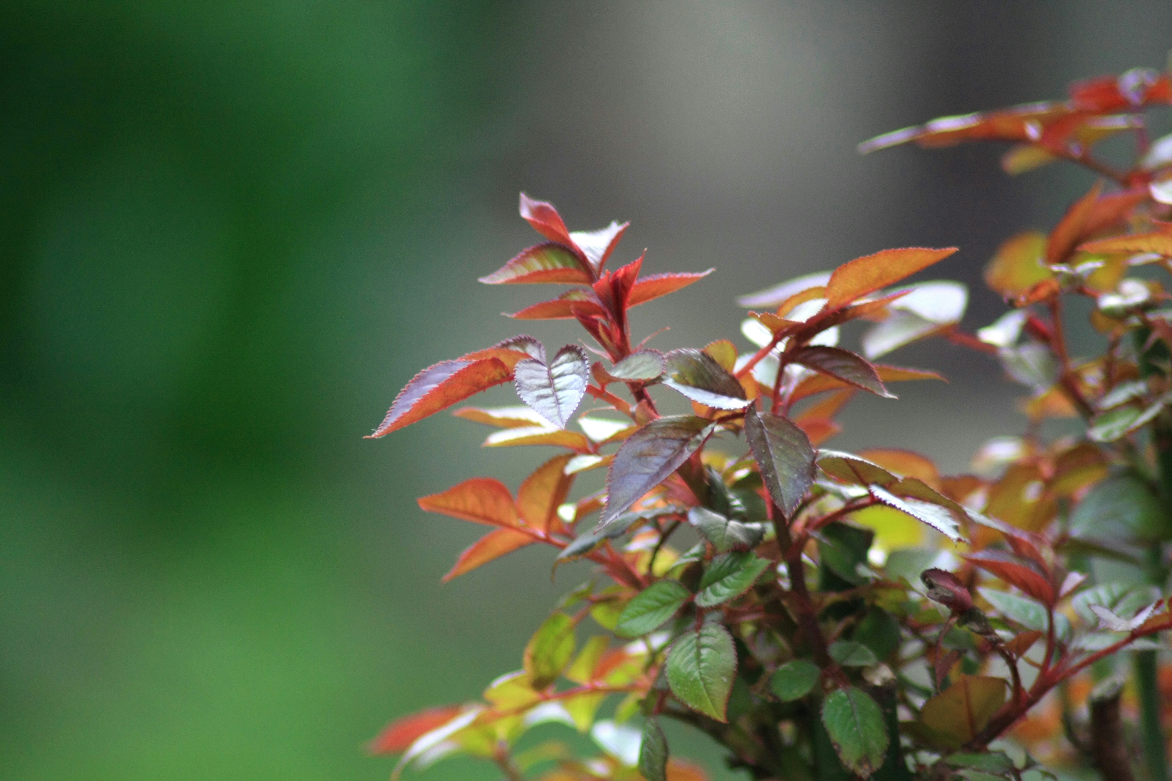 Crimson Fringe Leaves Against a Soft Green Backdrop