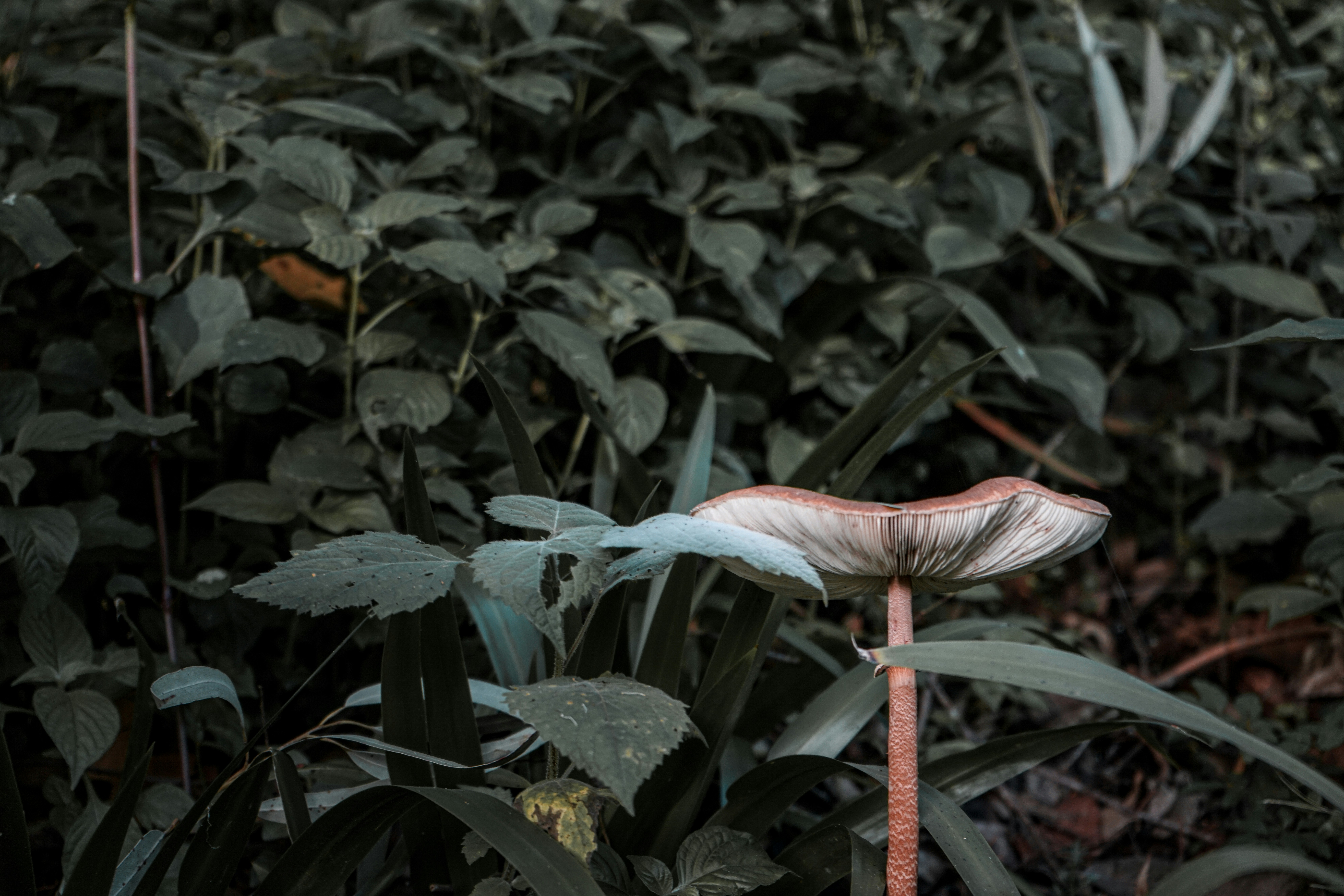Mushroom Sentinel Among Lantern Leaves