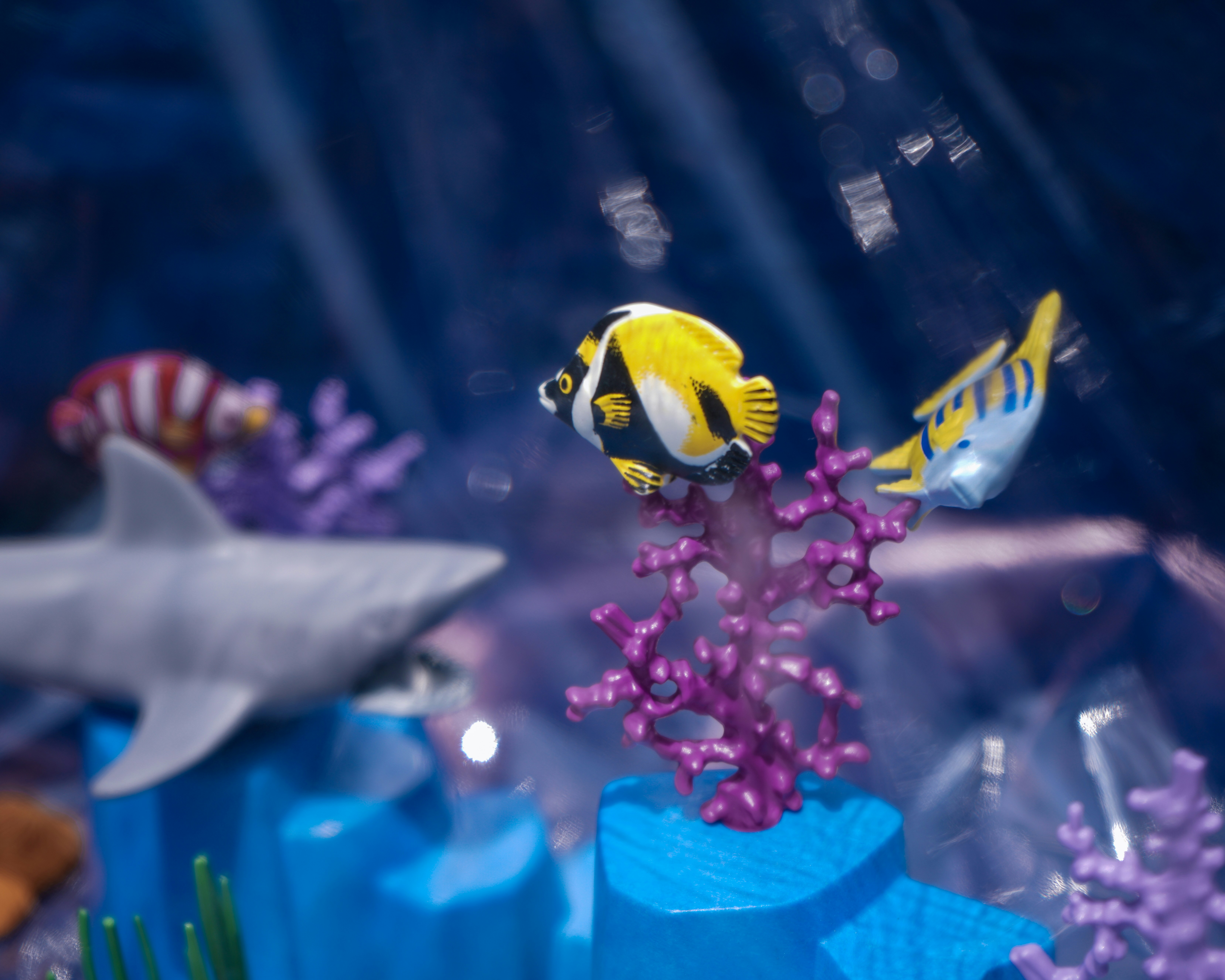 A vibrant reef ballet: Clownfish amid purple coral and blue backdrop