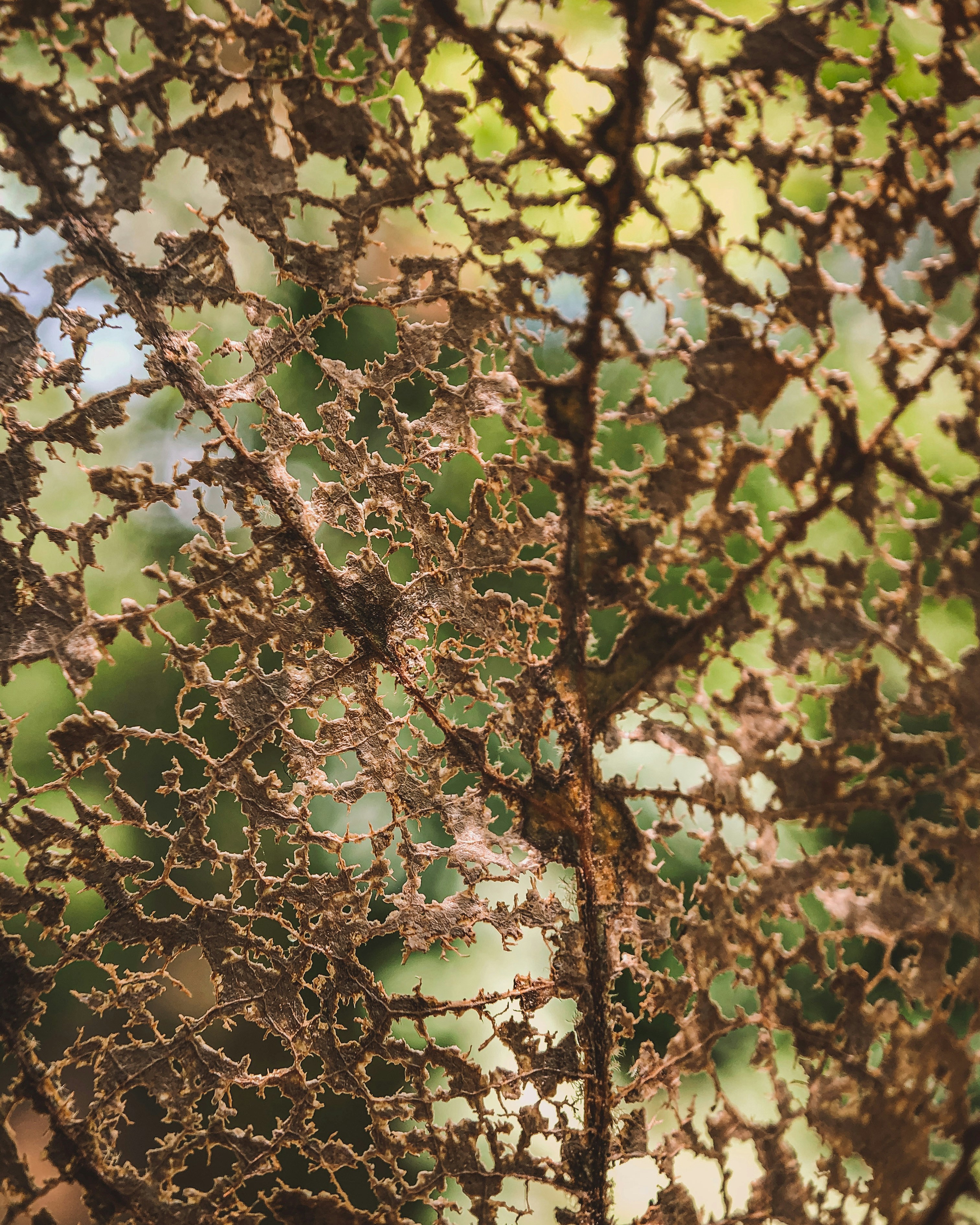 Intricate Lattice: Mossy Branch Network Framing Dappled Light