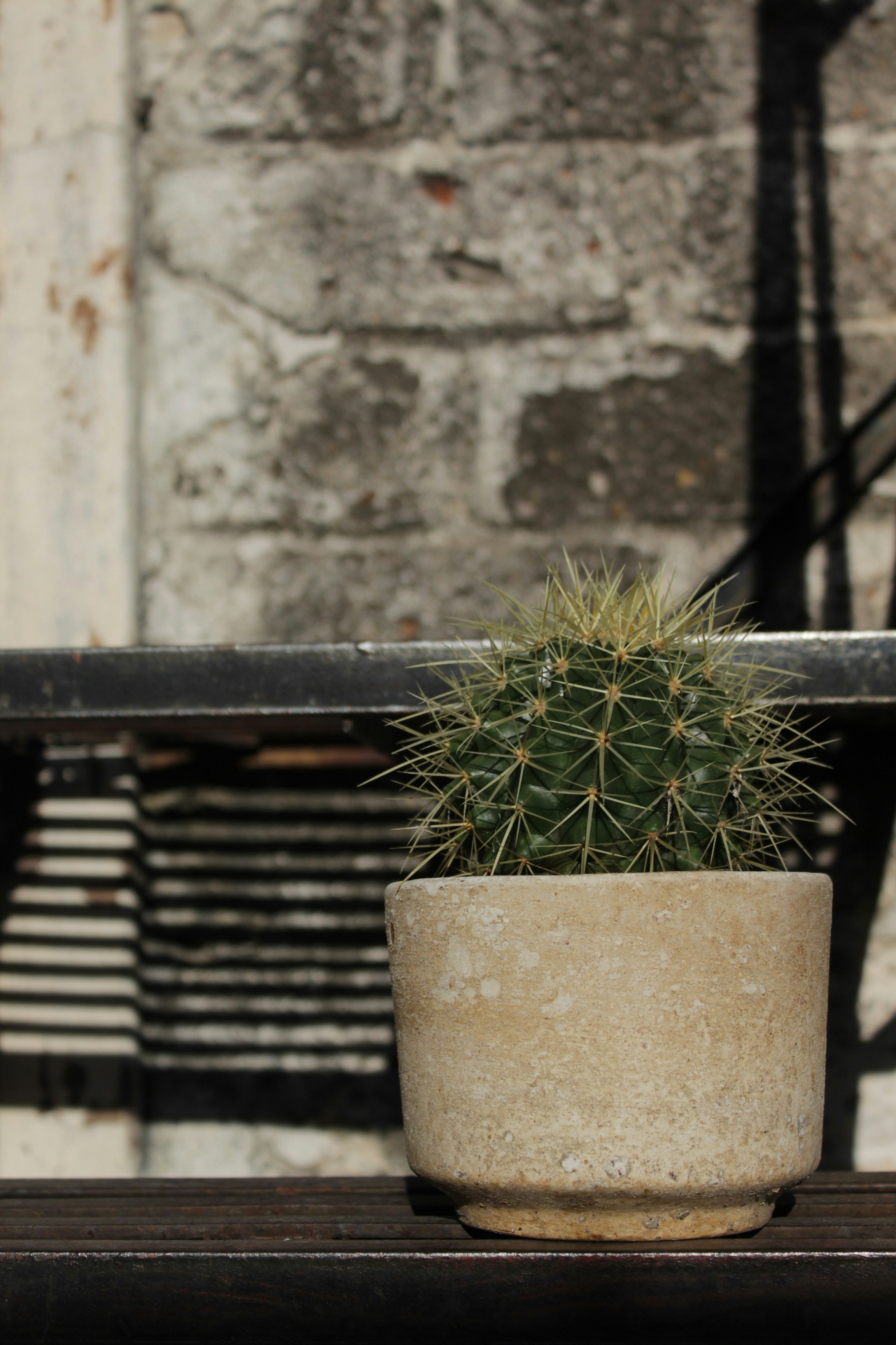 Sunlit Spines on a Rustic Stage: A Desert Plant Portrait
