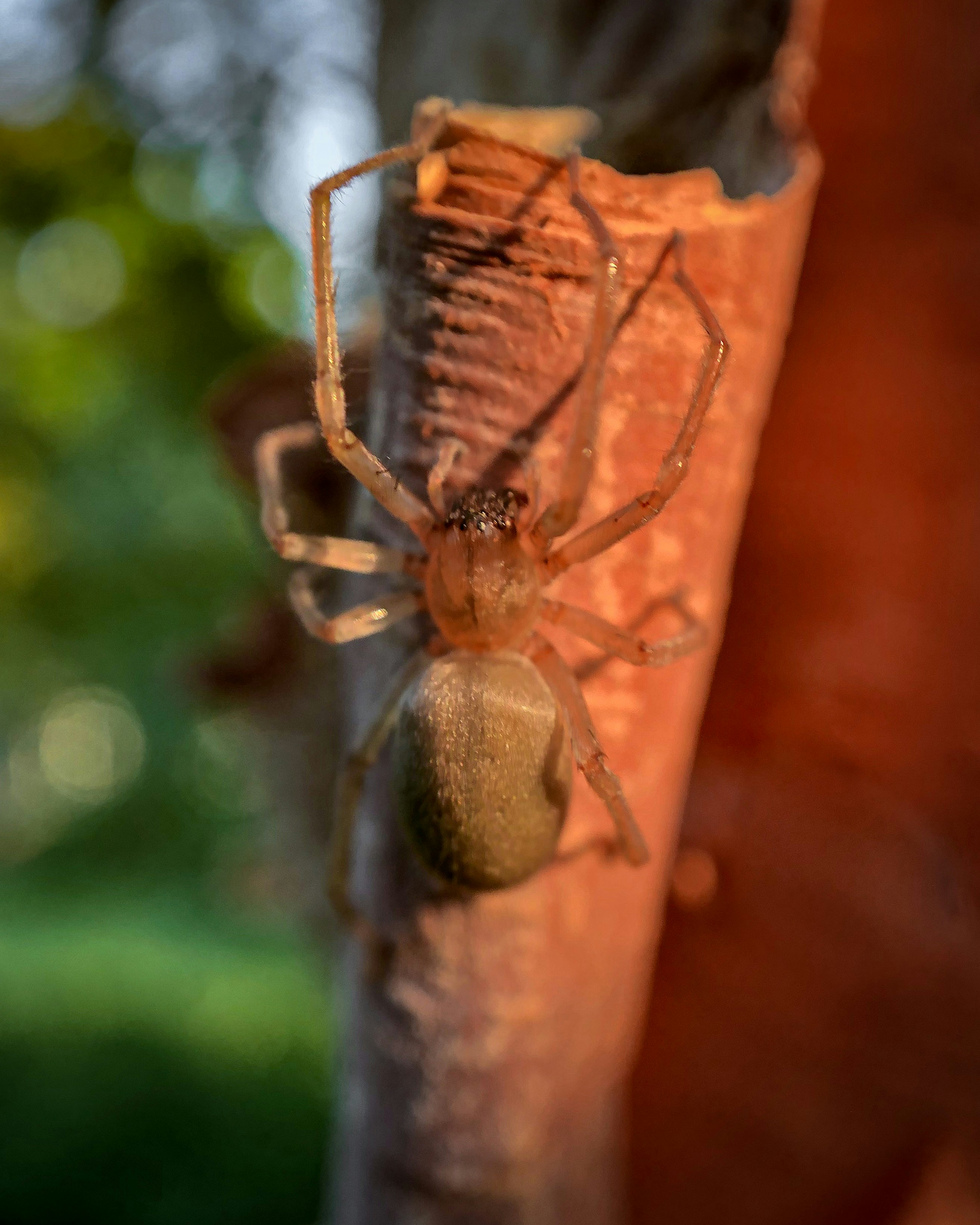 Crimson Spider on a Cedar Barrel: Delicate Web of Light